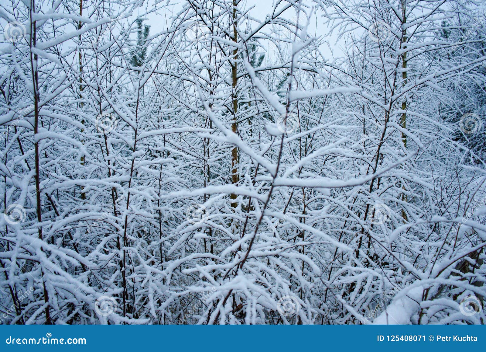 Snowy branches of a tree stock image. Image of natural - 125408071