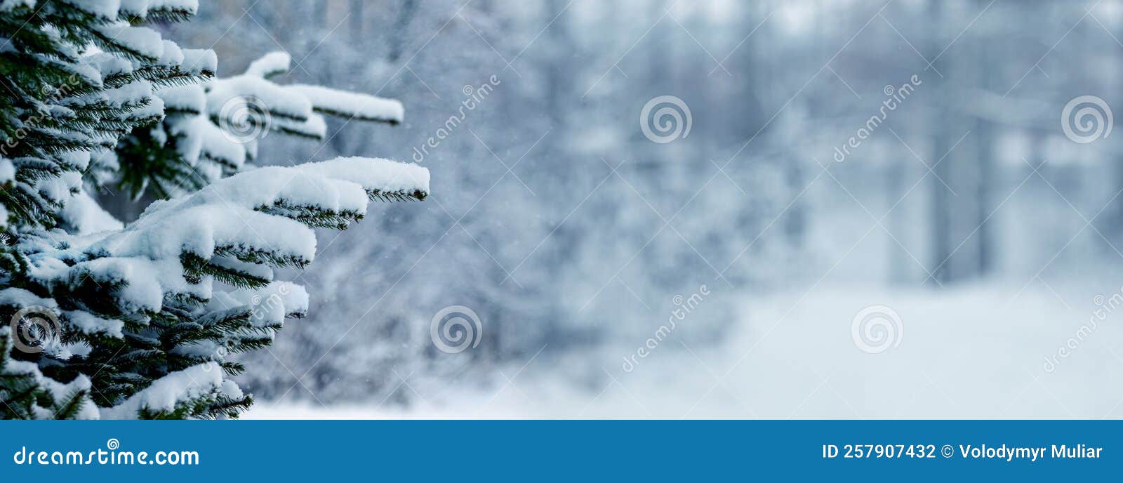 Winter Forest with Snowy Spruce on the Background of Trees Stock Photo ...