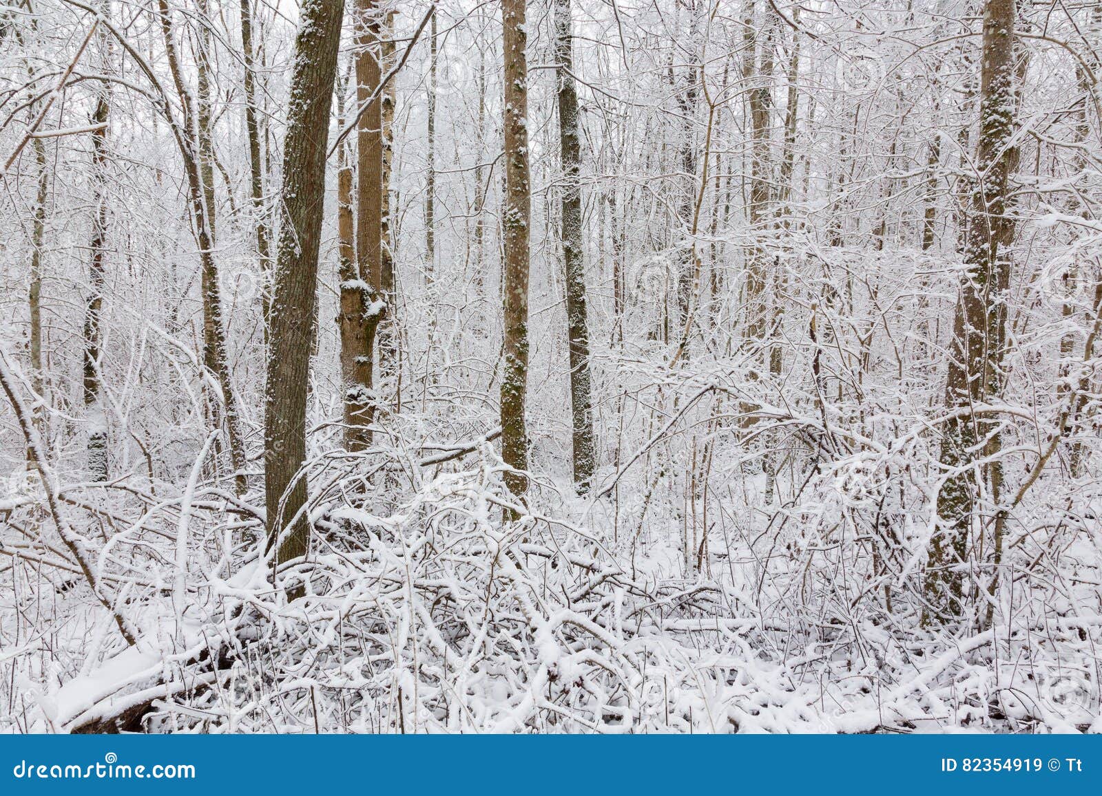 Winter Forest with Snowy Trees Stock Image - Image of scene, frosty ...