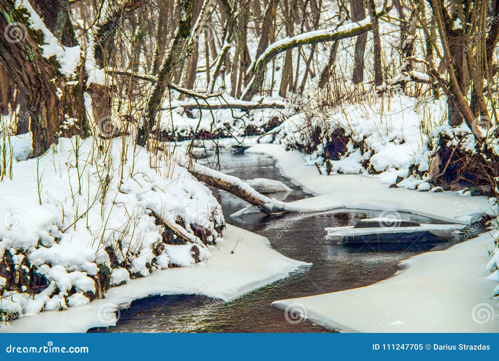 Winter forest and stream stock image. Image of tree - 111247705