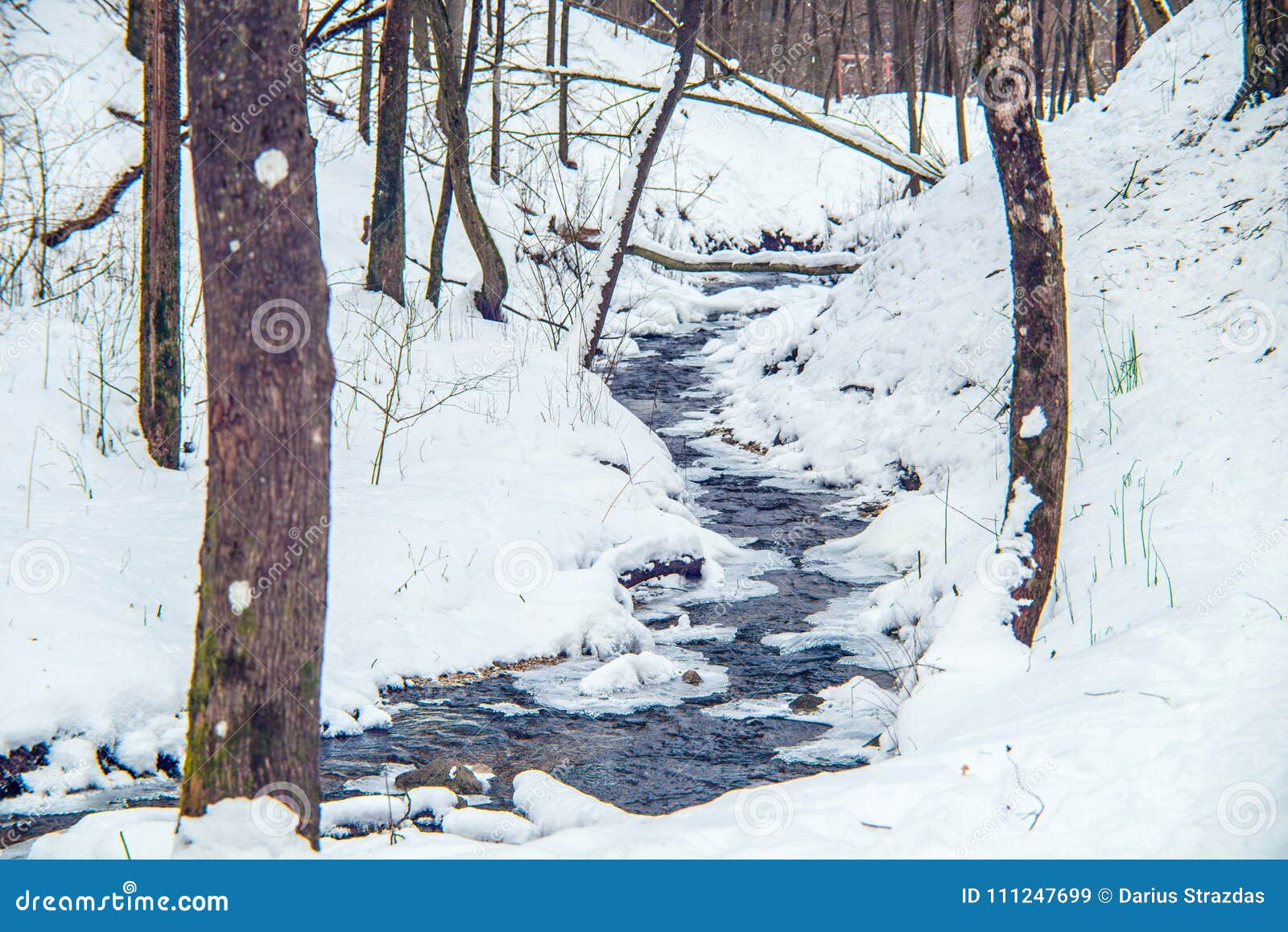 Tiny Stream in Forest Winter Time Stock Image - Image of beauty, rural ...