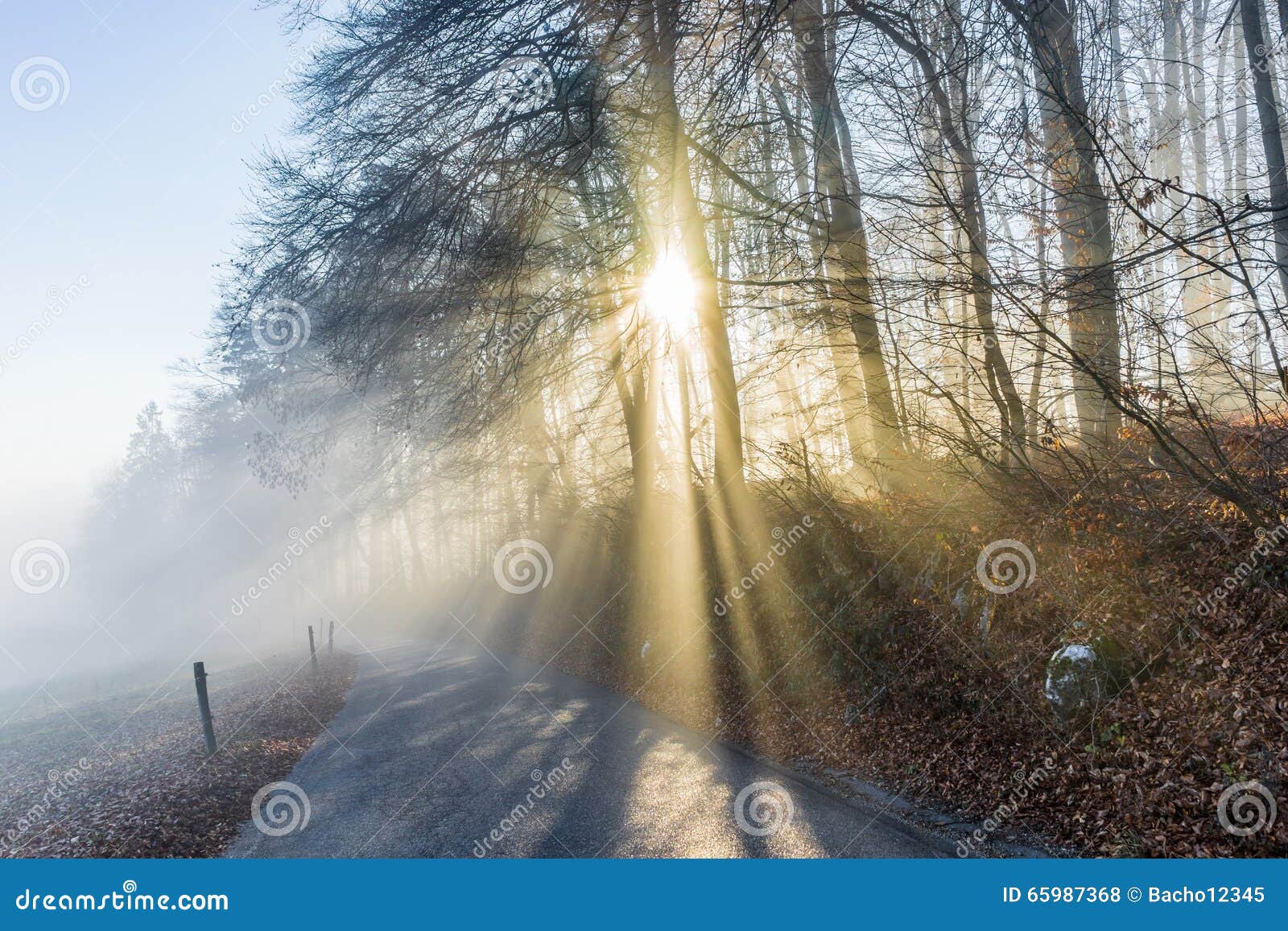 Winter Forest with Sun Ray Light through the Fog Stock Photo - Image of ...