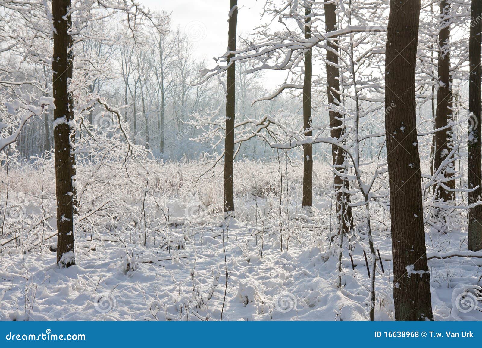 Winter Forest with Sun Shining through the Trees Stock Photo - Image of ...