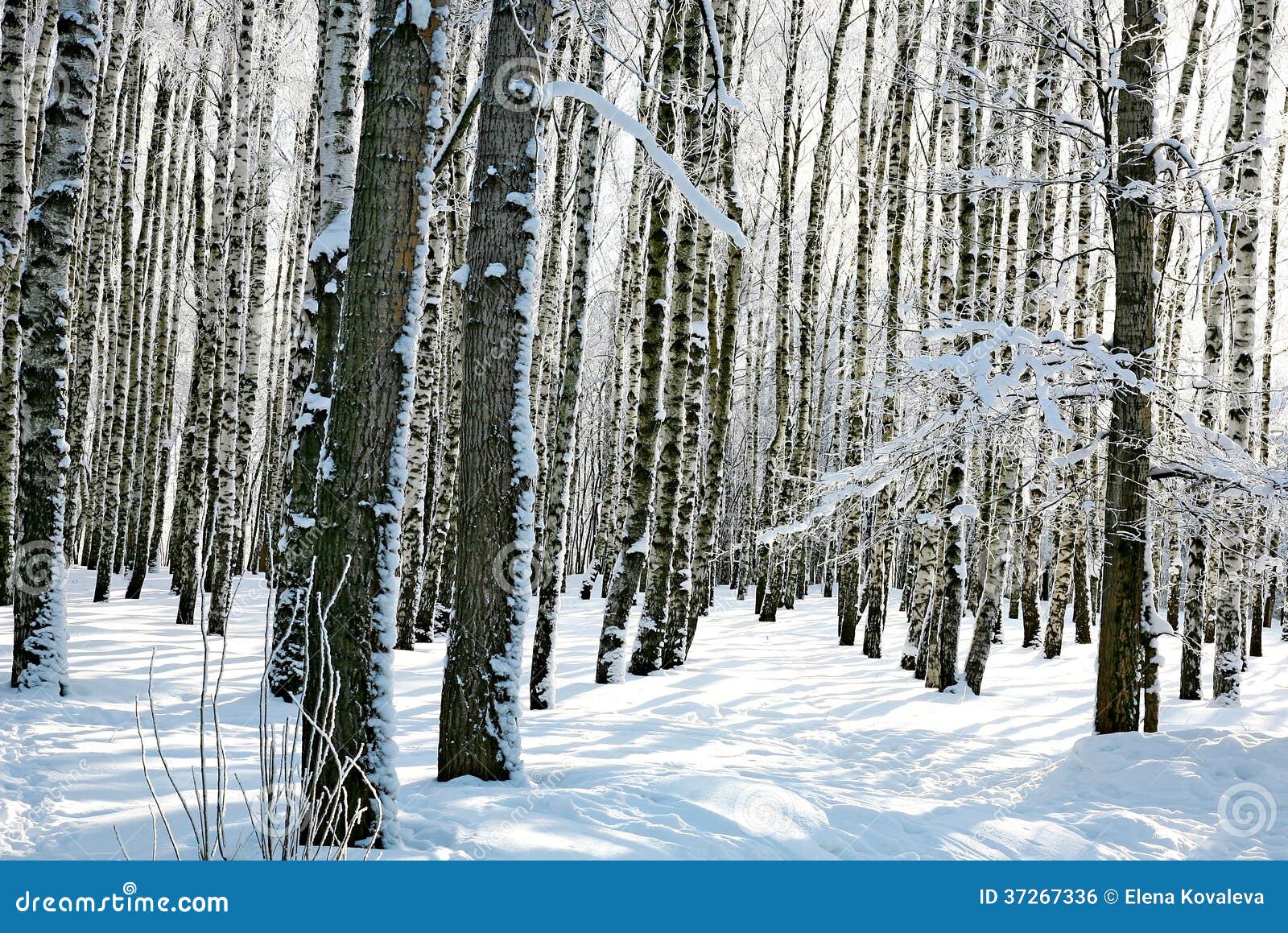 Winter forest in sunny day stock photo. Image of nature - 37267336