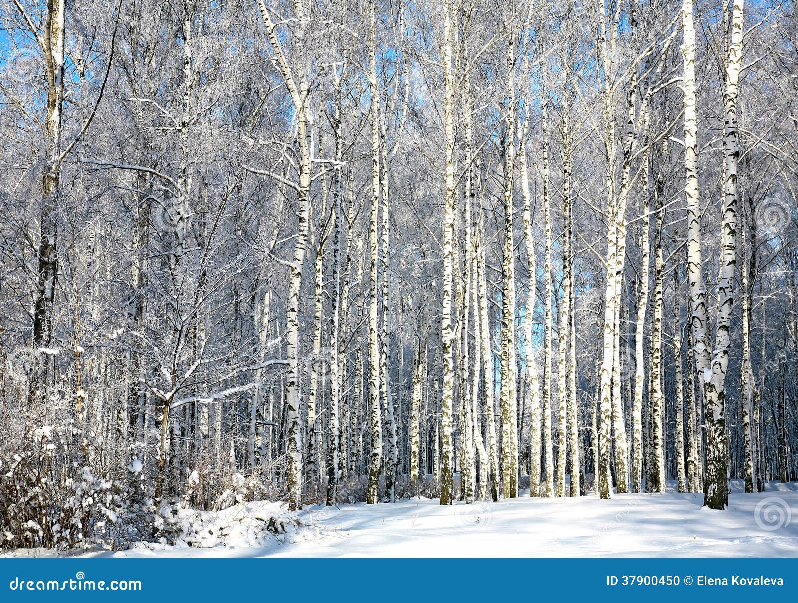 Winter Forest in Sunny Weather Stock Photo - Image of park, environment ...