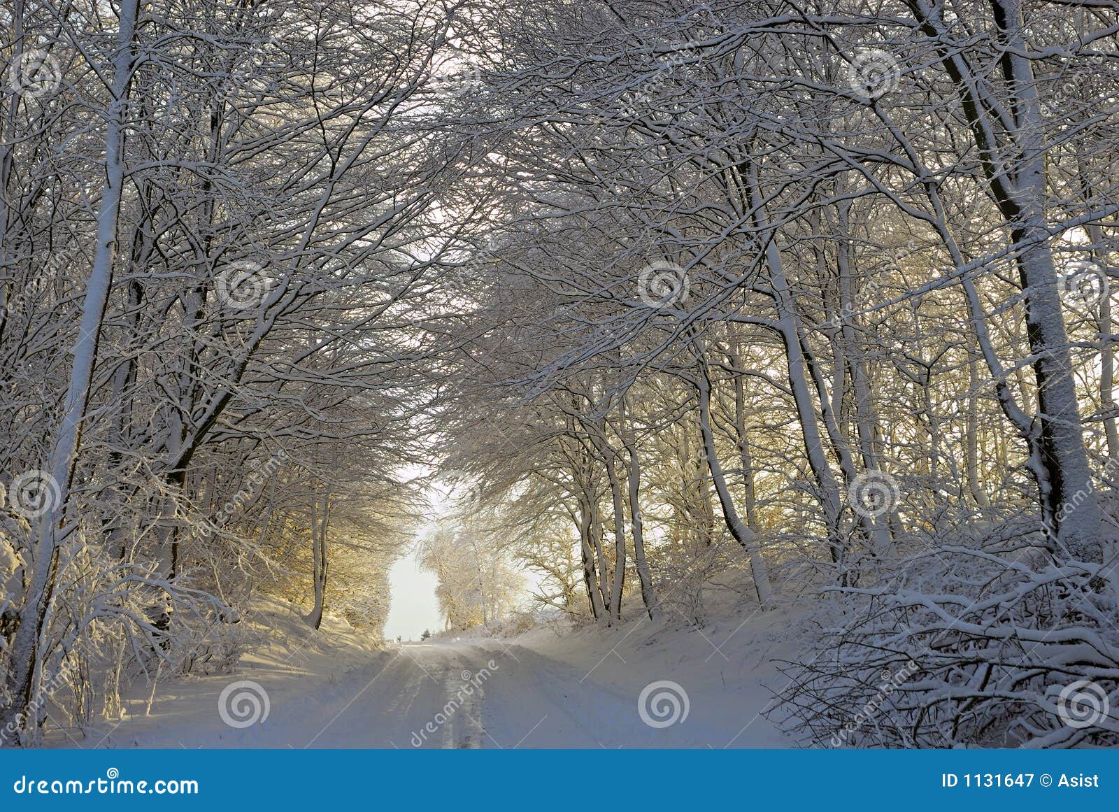 Winter forest sunset stock image. Image of snow, christmas - 1131647