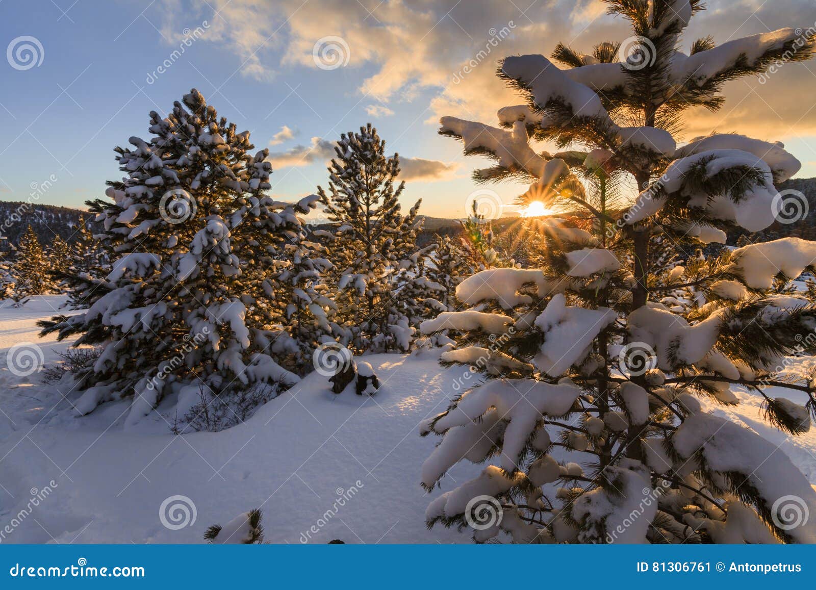 Winter forest at sunset stock image. Image of pine, cloud - 81306761