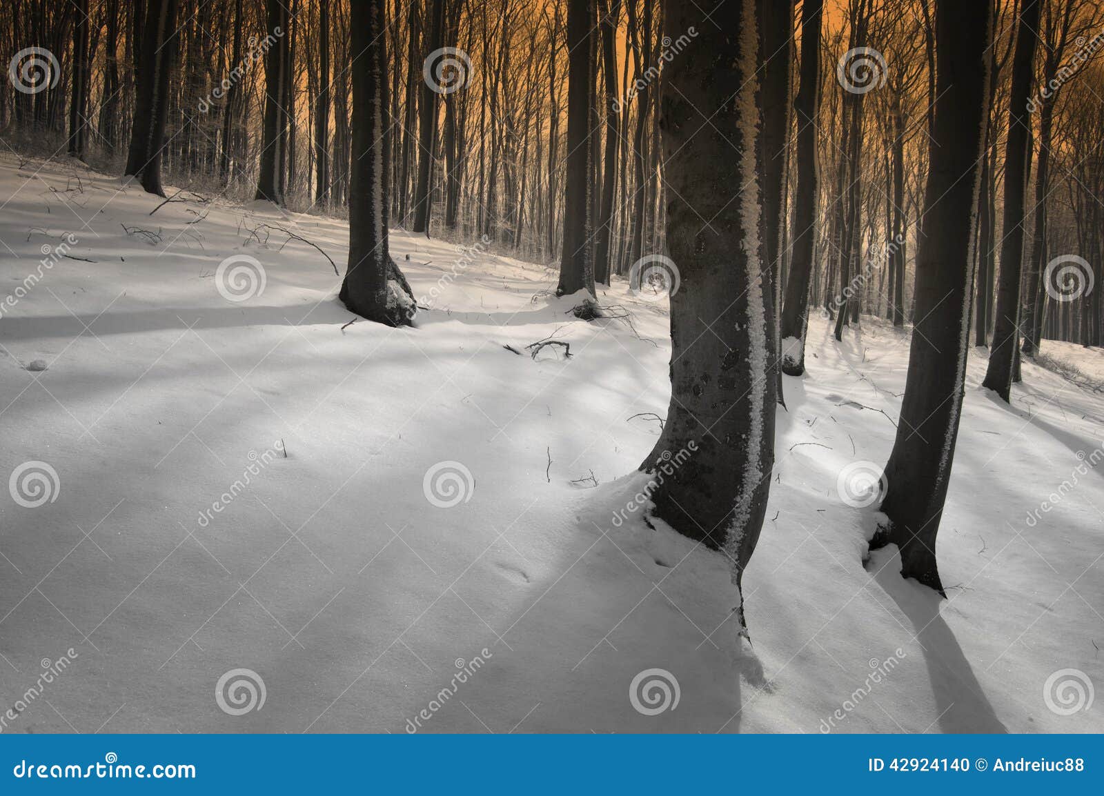Winter in a Forest at Sunset with Snow Trough Trees Stock Photo - Image ...