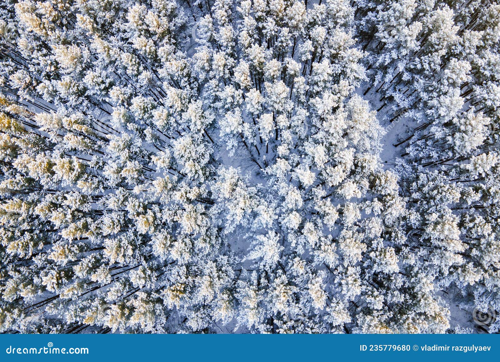 Winter Forest Top View. Pine Trees and Trees in the Snow Stock Photo ...