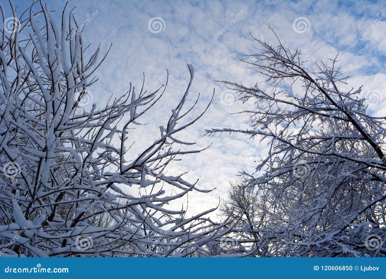 Winter in the Forest. Tree Branches are Covered with Hoarfrost Stock ...