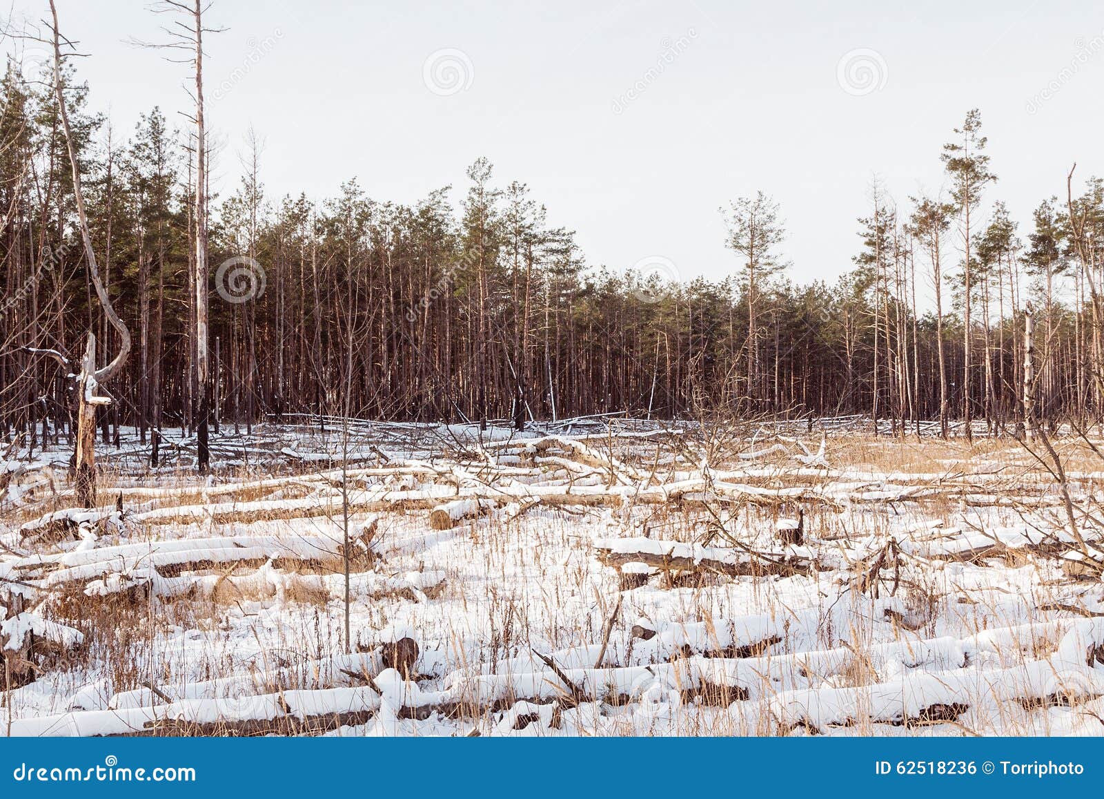 Winter forest stock photo. Image of frost, outdoor, january - 62518236
