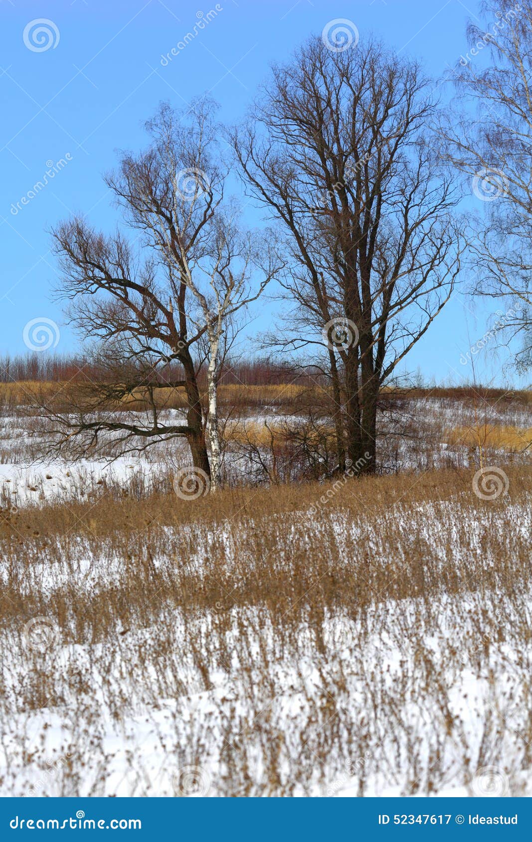 Winter Forest, Tree, Snow, Landscape, Countryside Stock Image - Image ...