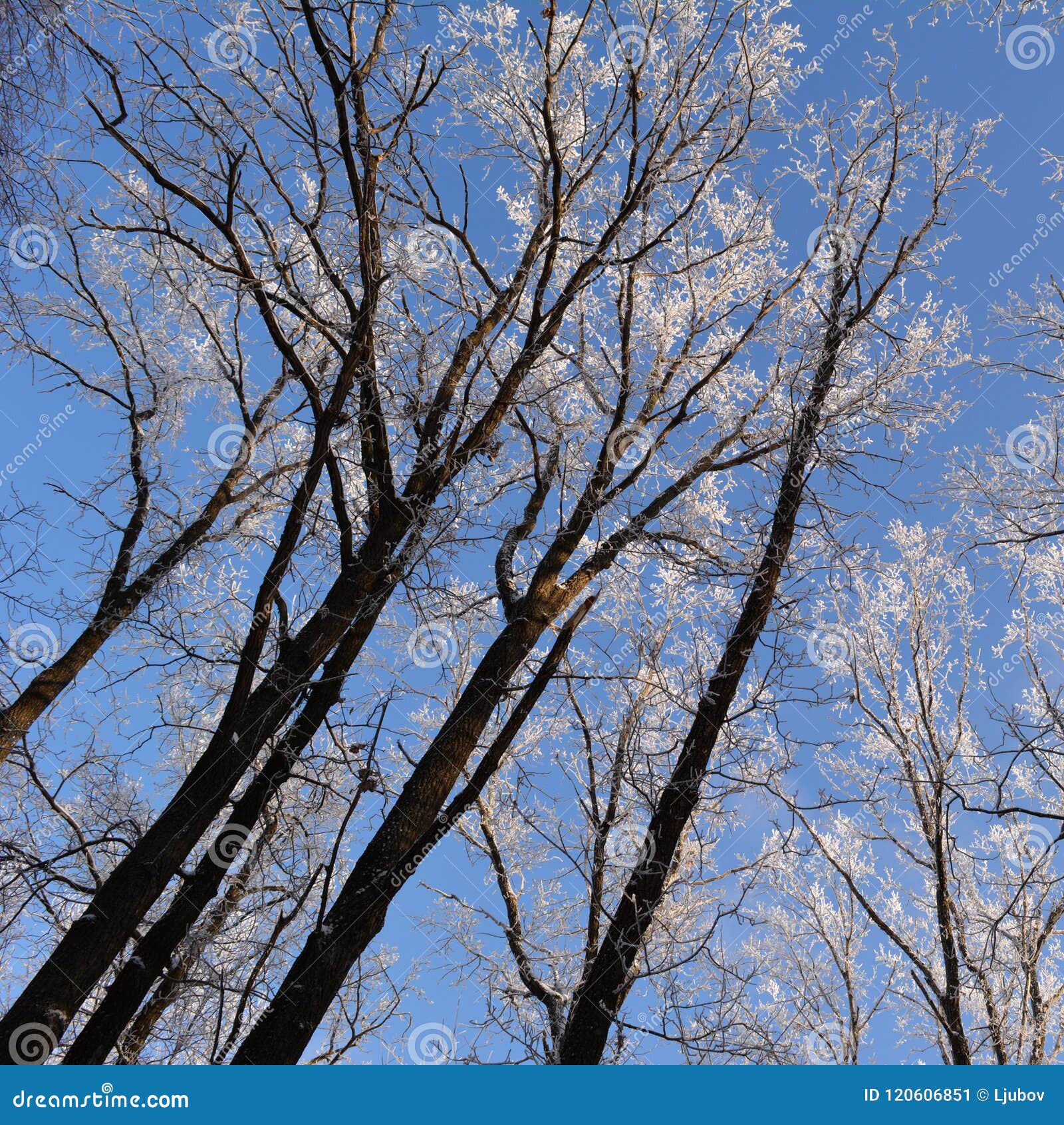 Winter in Forest. the Tree Trunks with Branches, Which Go Upwards, Tops ...