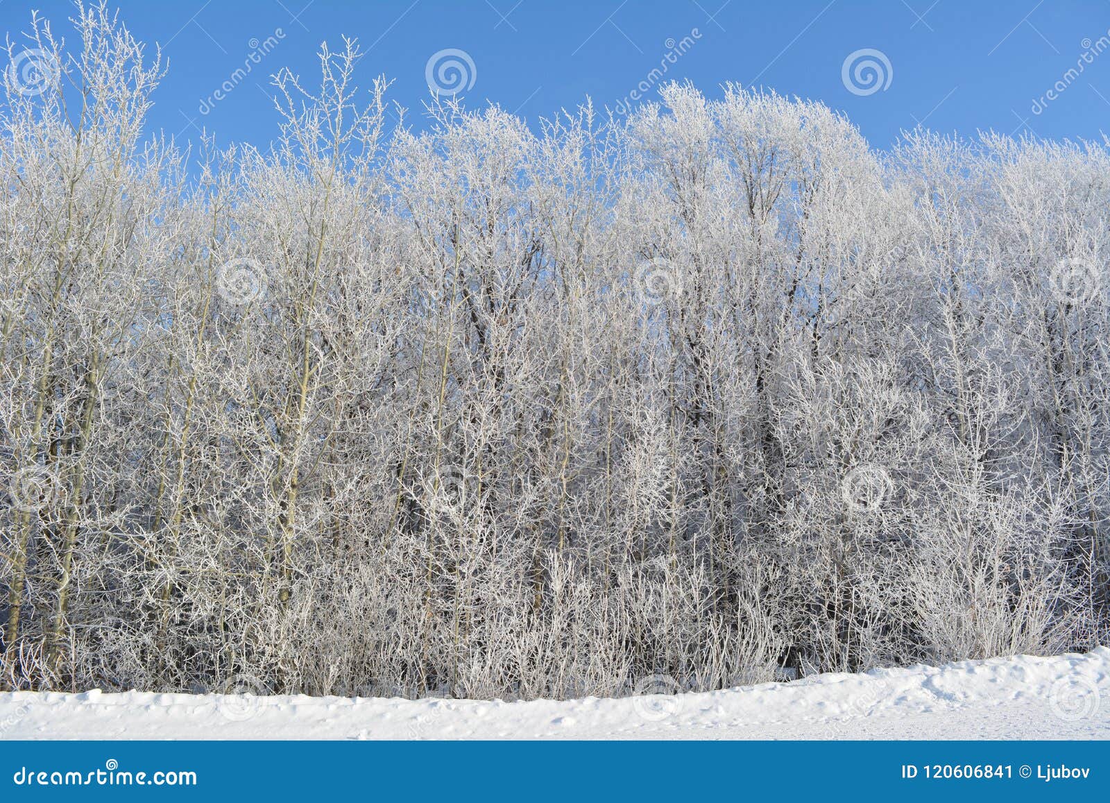 Winter in the Forest. the Trees are Covered with Hoarfrost Stock Image ...