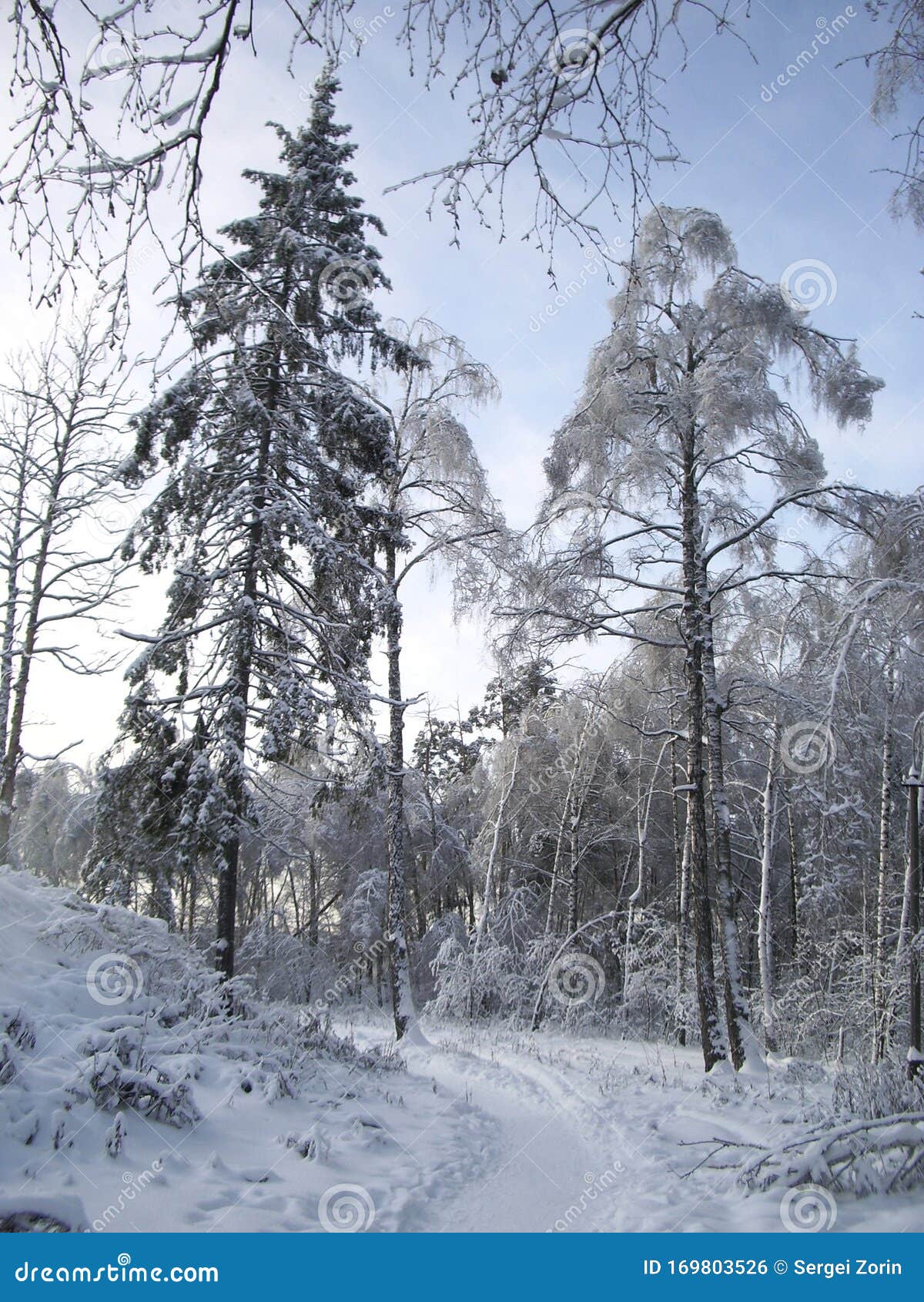 In the Winter Forest, the Trees are Covered with Snow. the Branches of ...