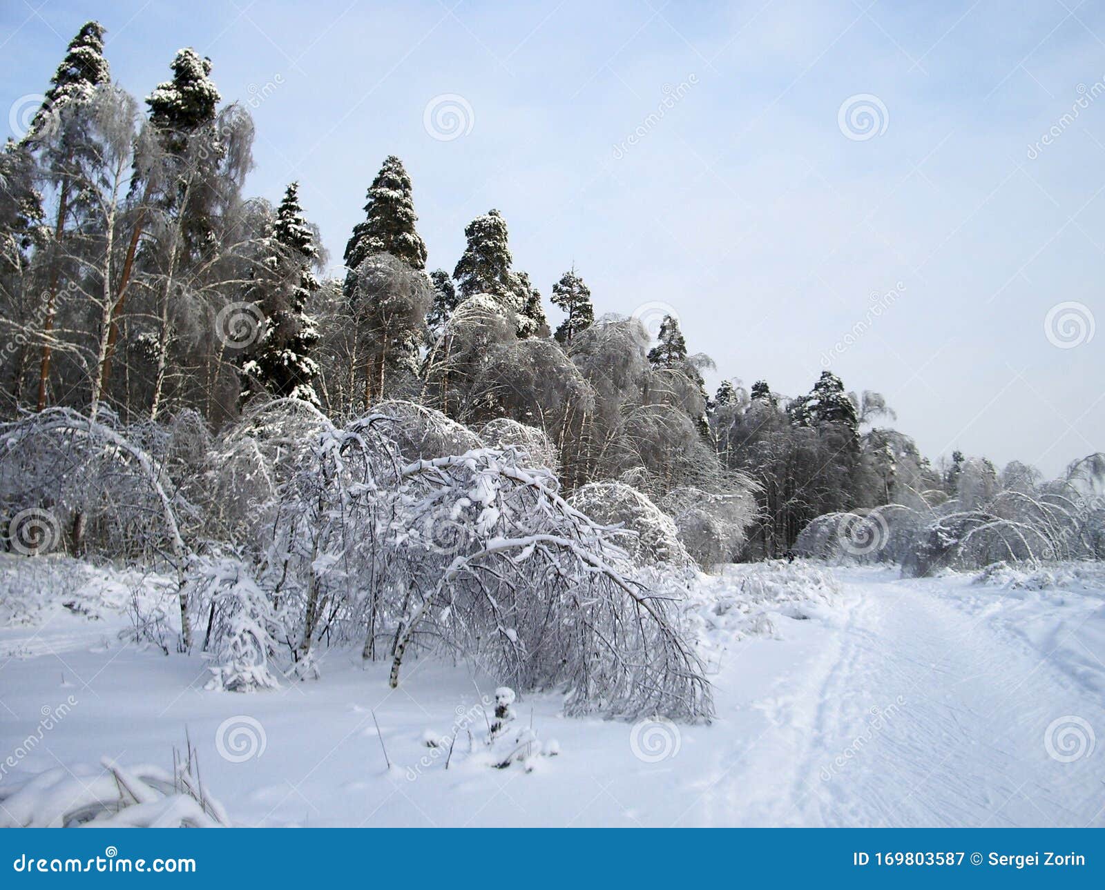 In the Winter Forest, the Trees are Covered with Snow. the Branches of ...