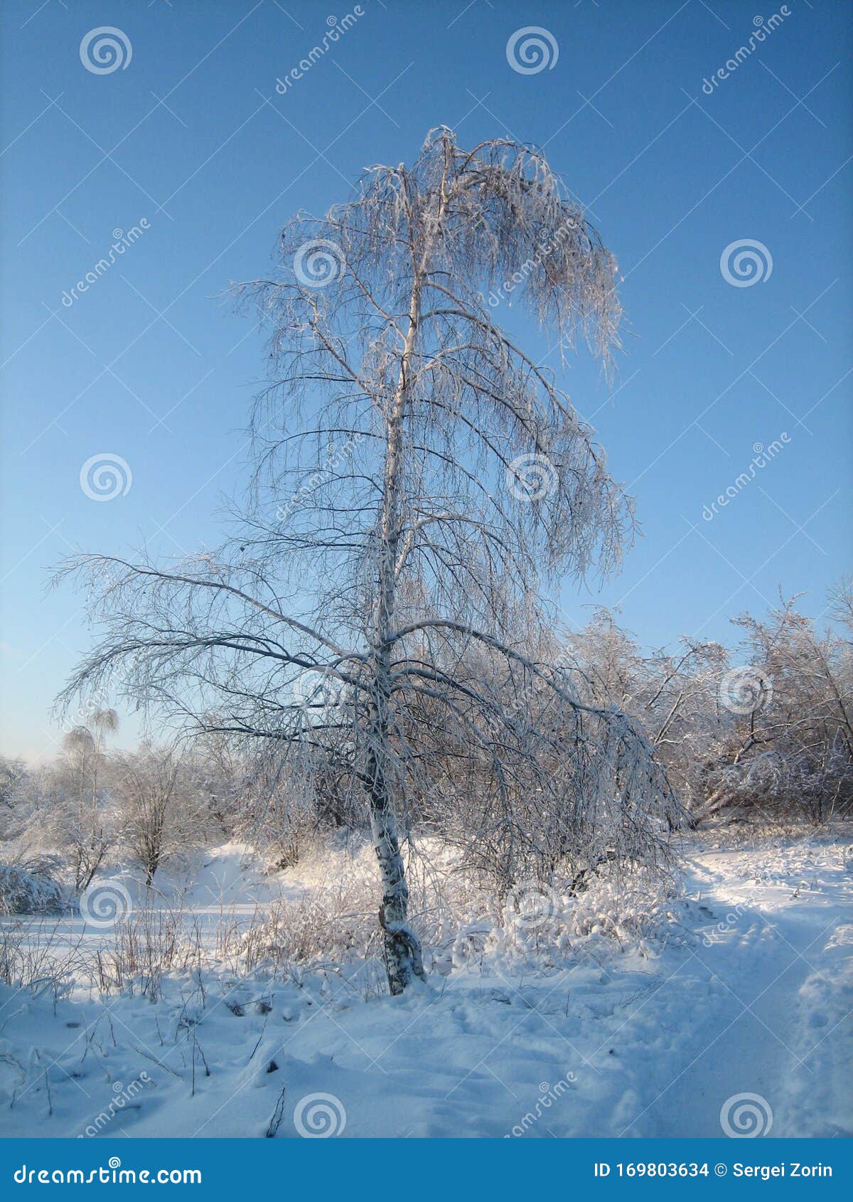 In the Winter Forest, the Trees are Covered with Snow. the Branches of ...