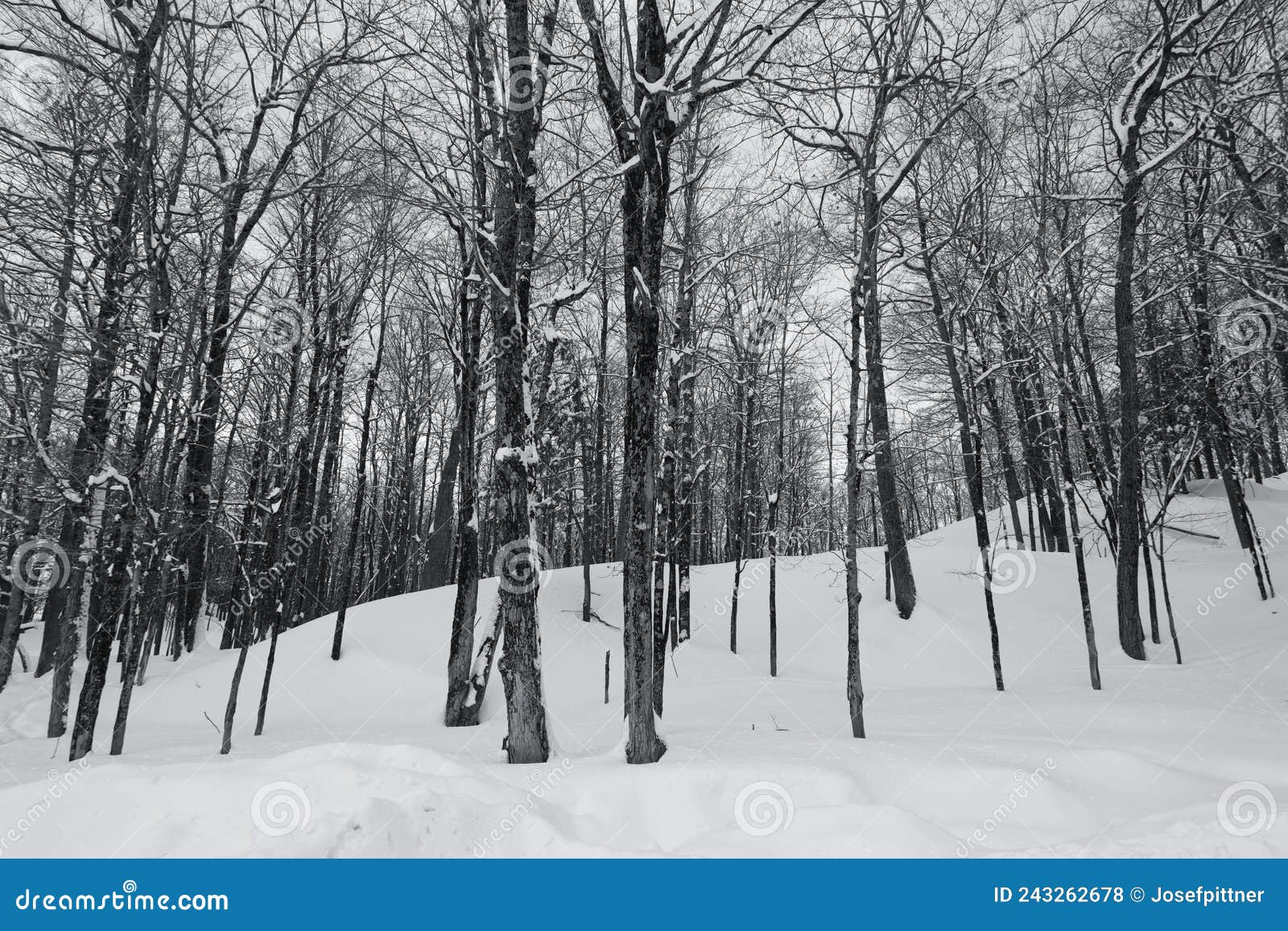 A Winter Forest with Trees and Snow Stock Photo - Image of sunrise ...