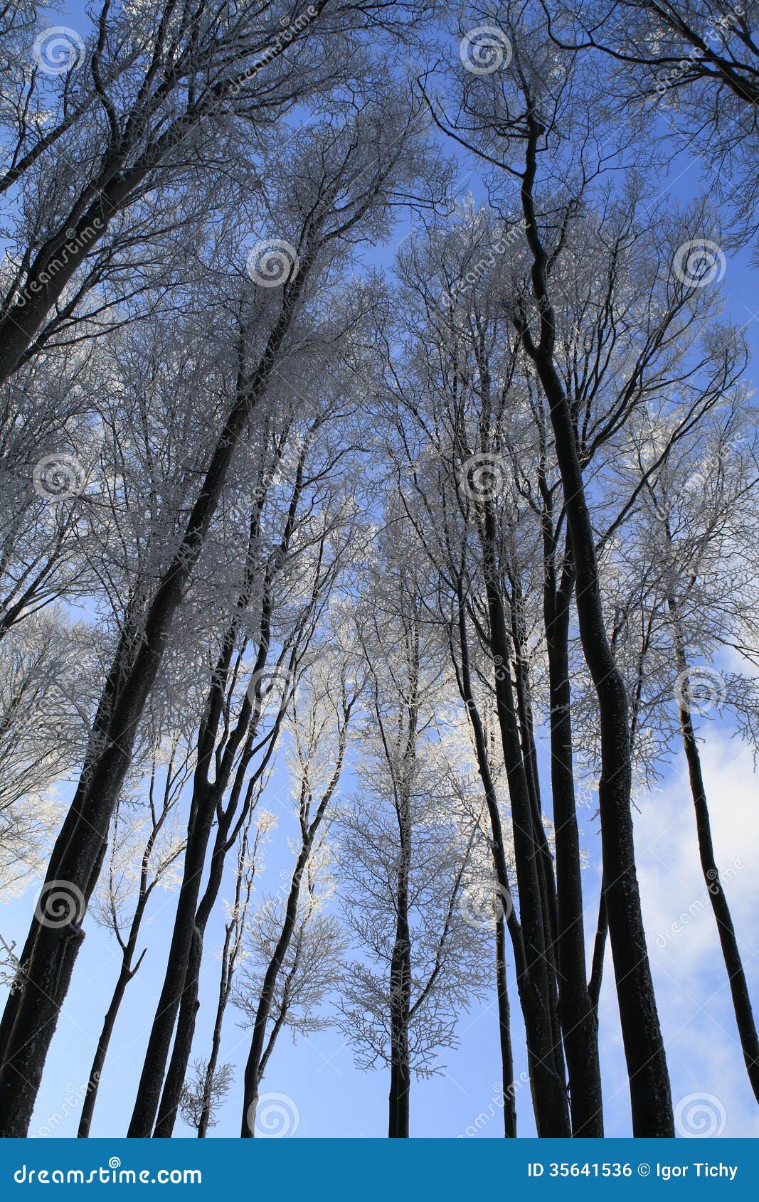 Winter Forest Treetops stock photo. Image of tranquil - 35641536