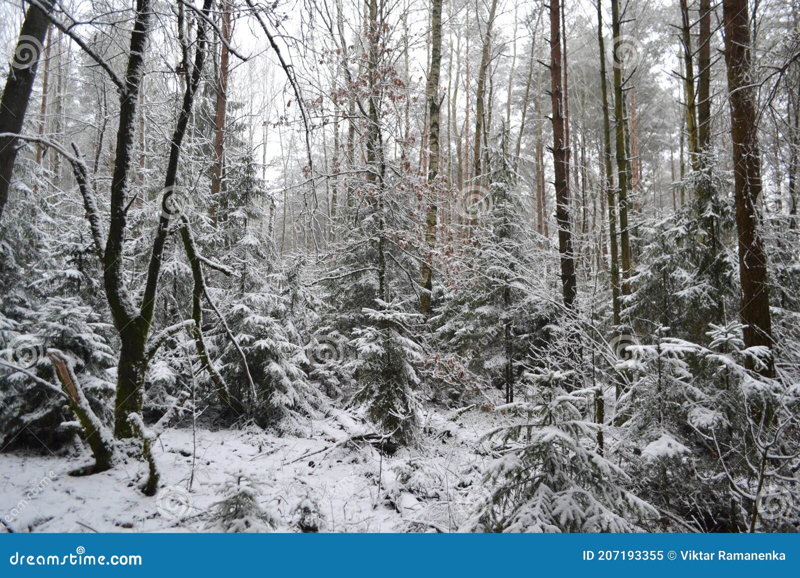 Winter Twilight Snowy Forest Stock Image - Image of season, light ...