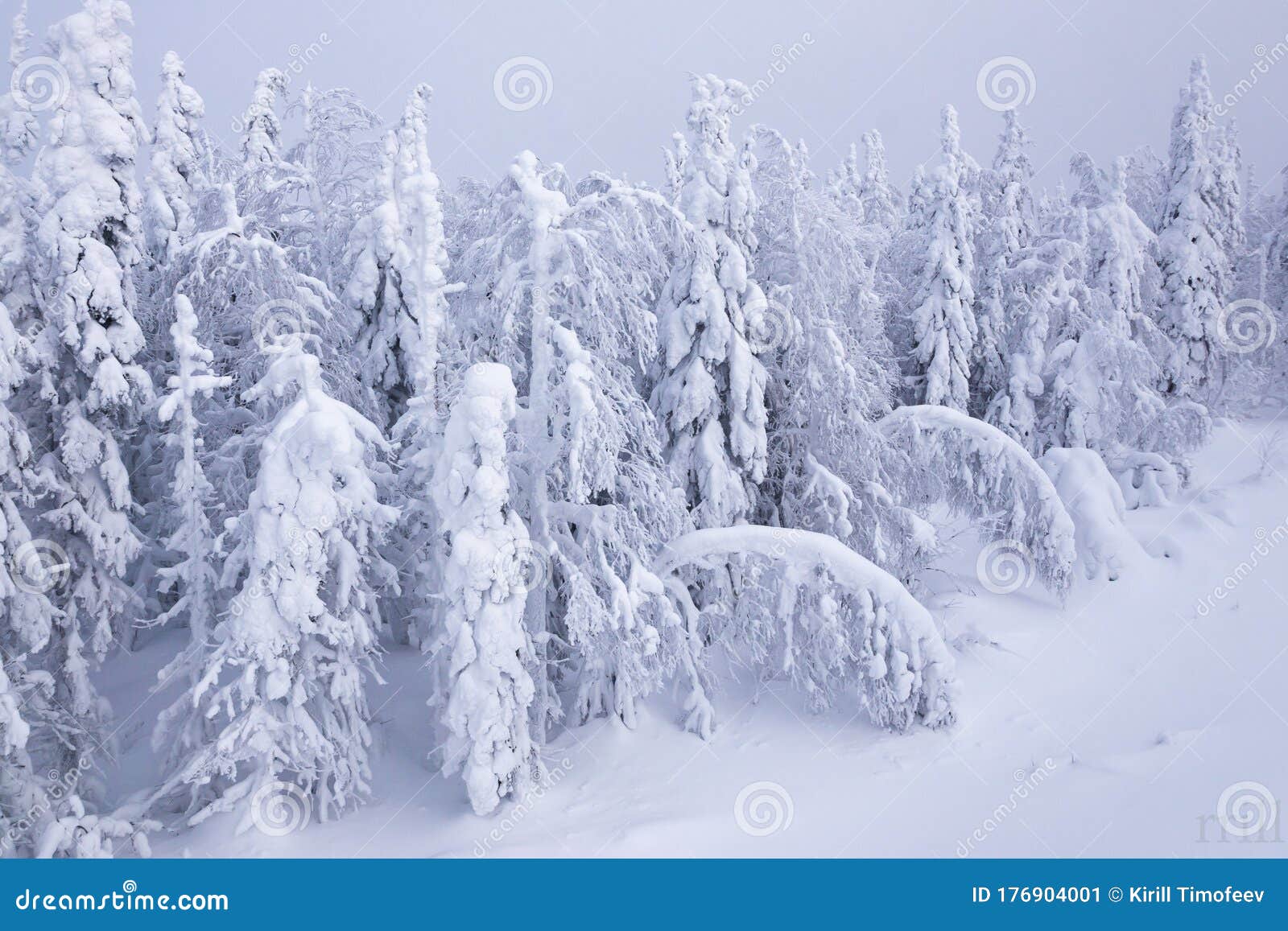 Winter forest on the Ural stock image. Image of circle - 176904001