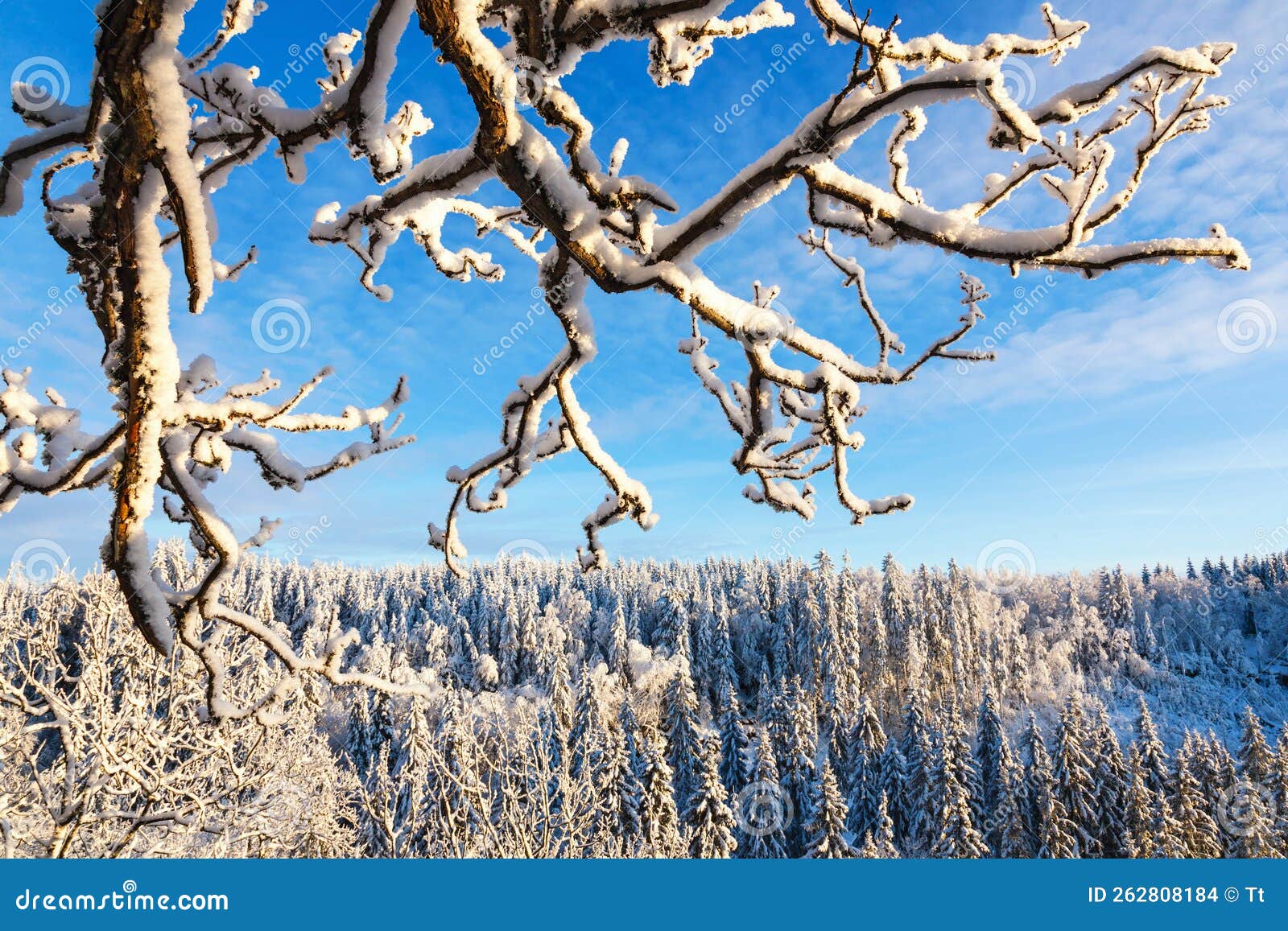 Winter forest view stock photo. Image of branch, winter - 262808184