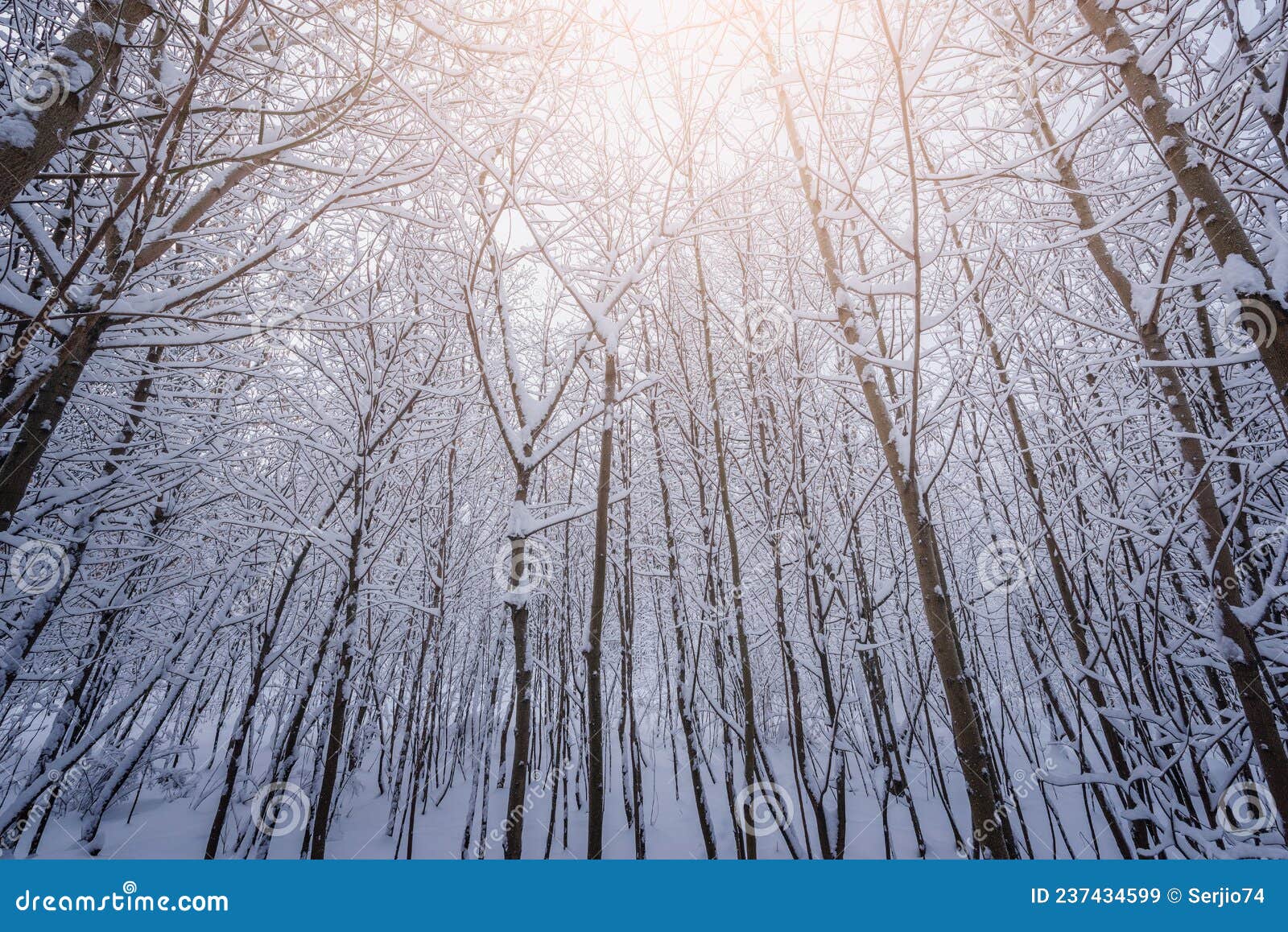 Winter Forest View at Cold Day Stock Image - Image of branch, scenic ...