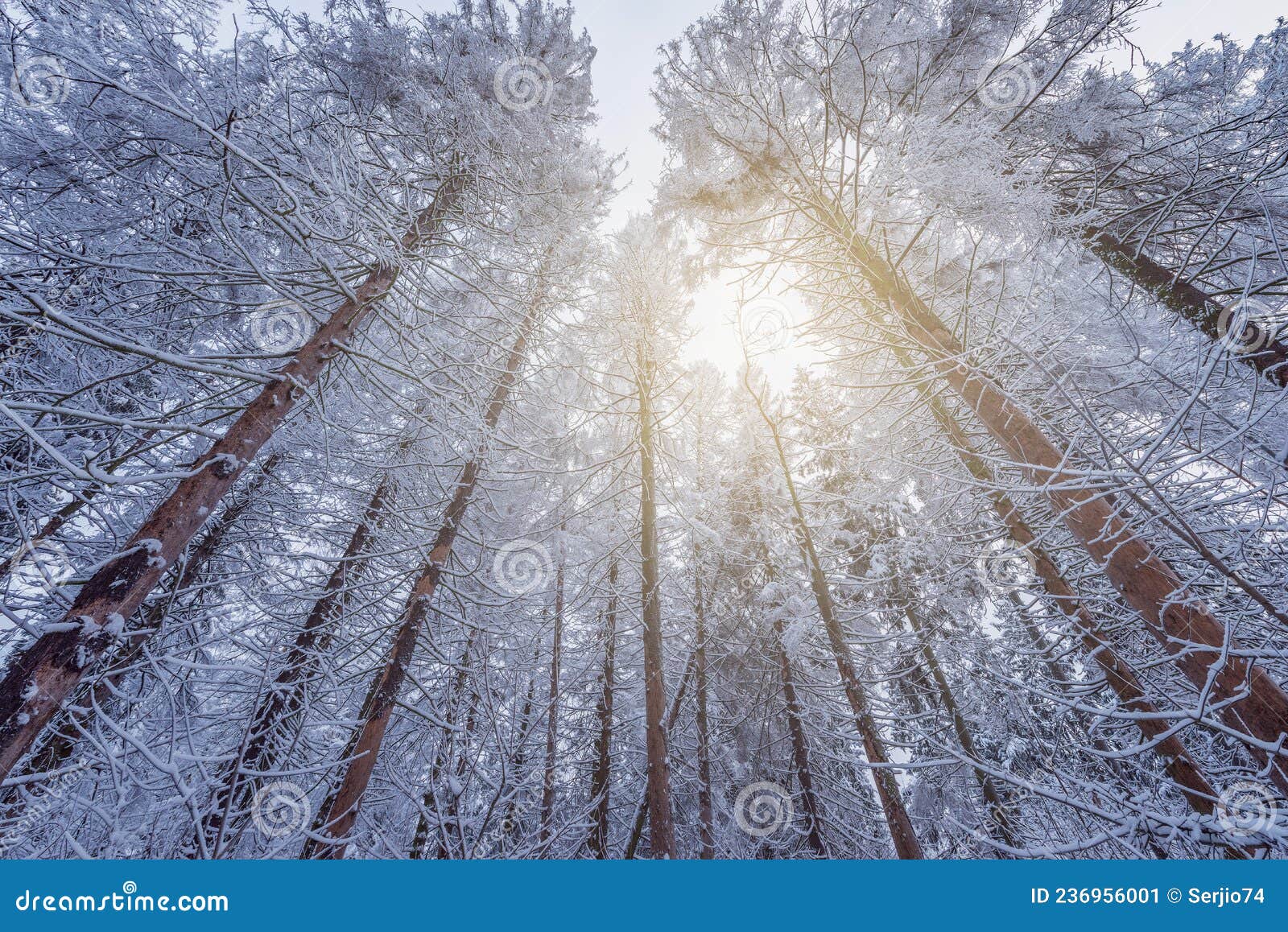 Winter forest view stock image. Image of white, trees - 236956001