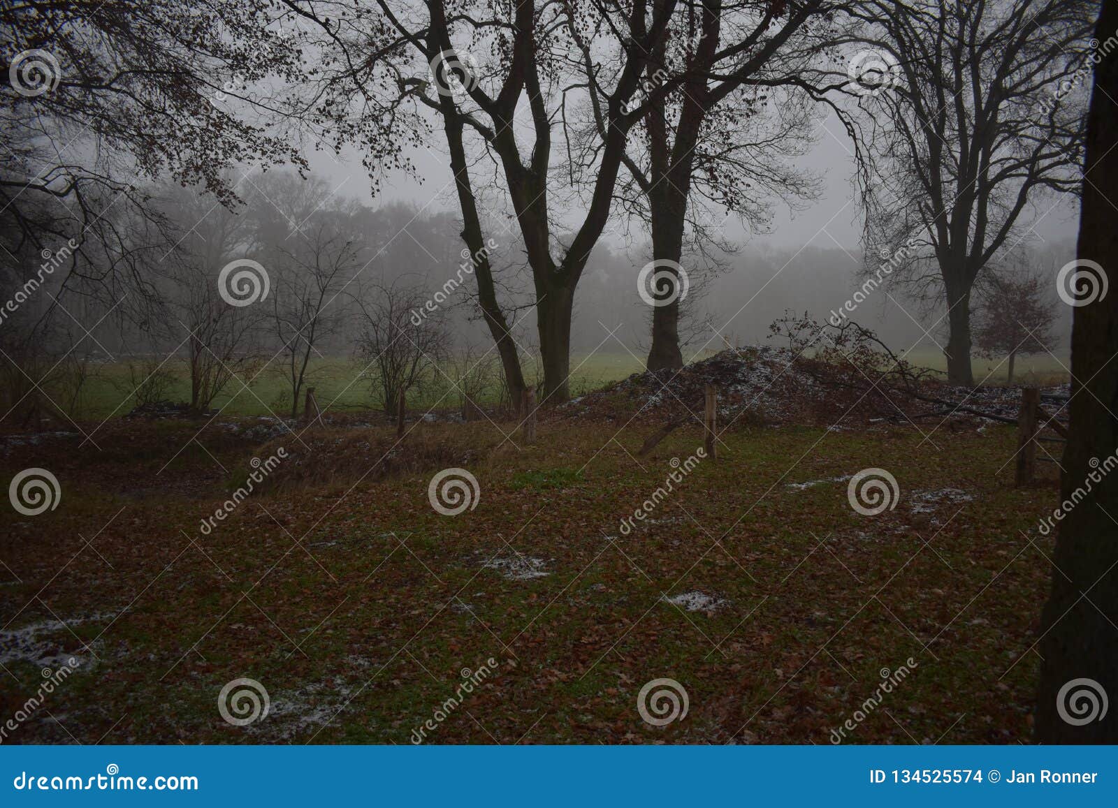 Winter in the forest stock photo. Image of snow, grass - 134525574