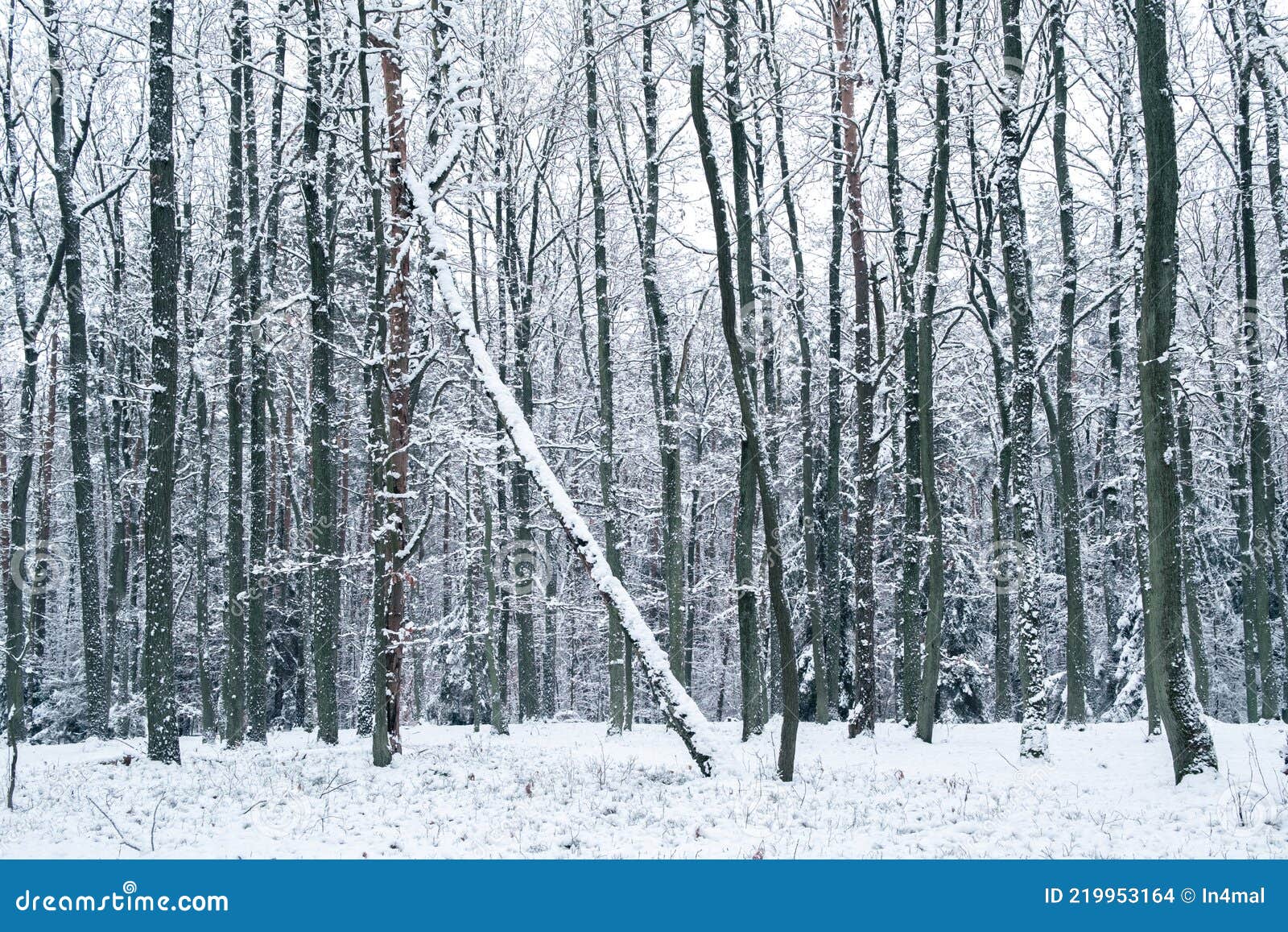 Winter Forest View Landscape Stock Photo - Image of woodland ...