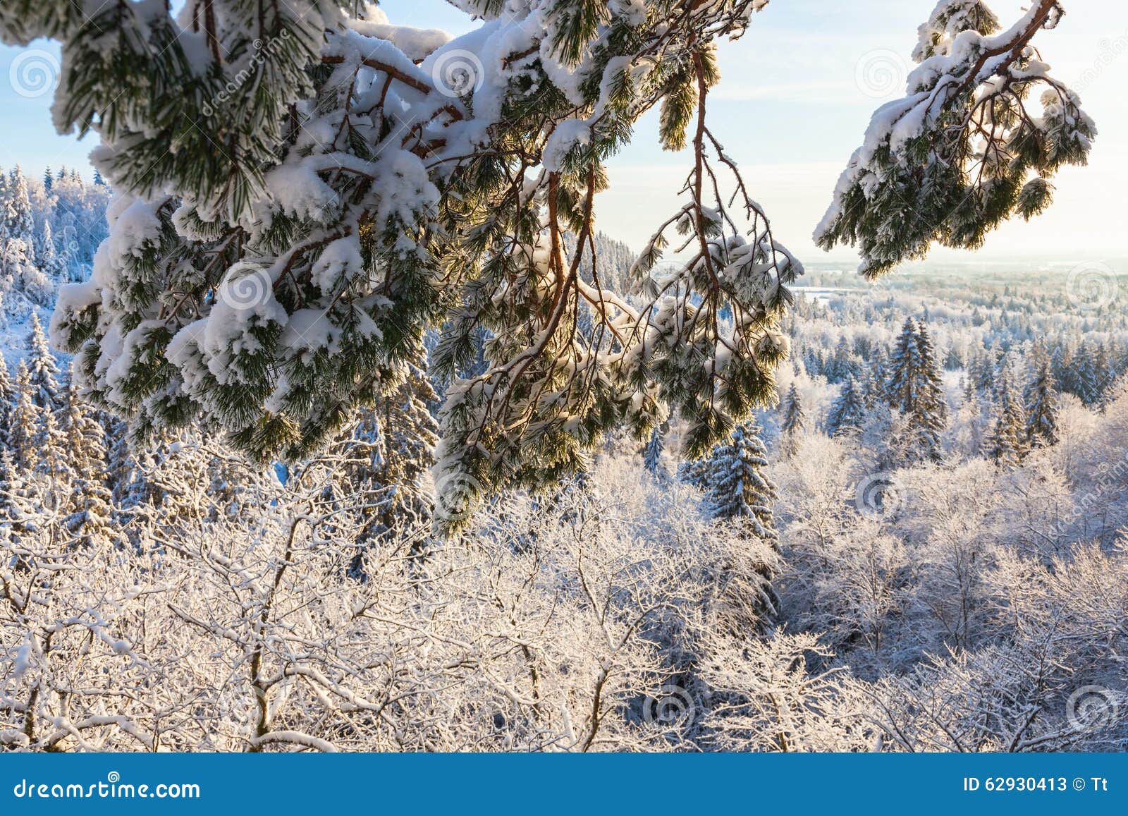 Winter forest view stock image. Image of trees, peaceful - 62930413
