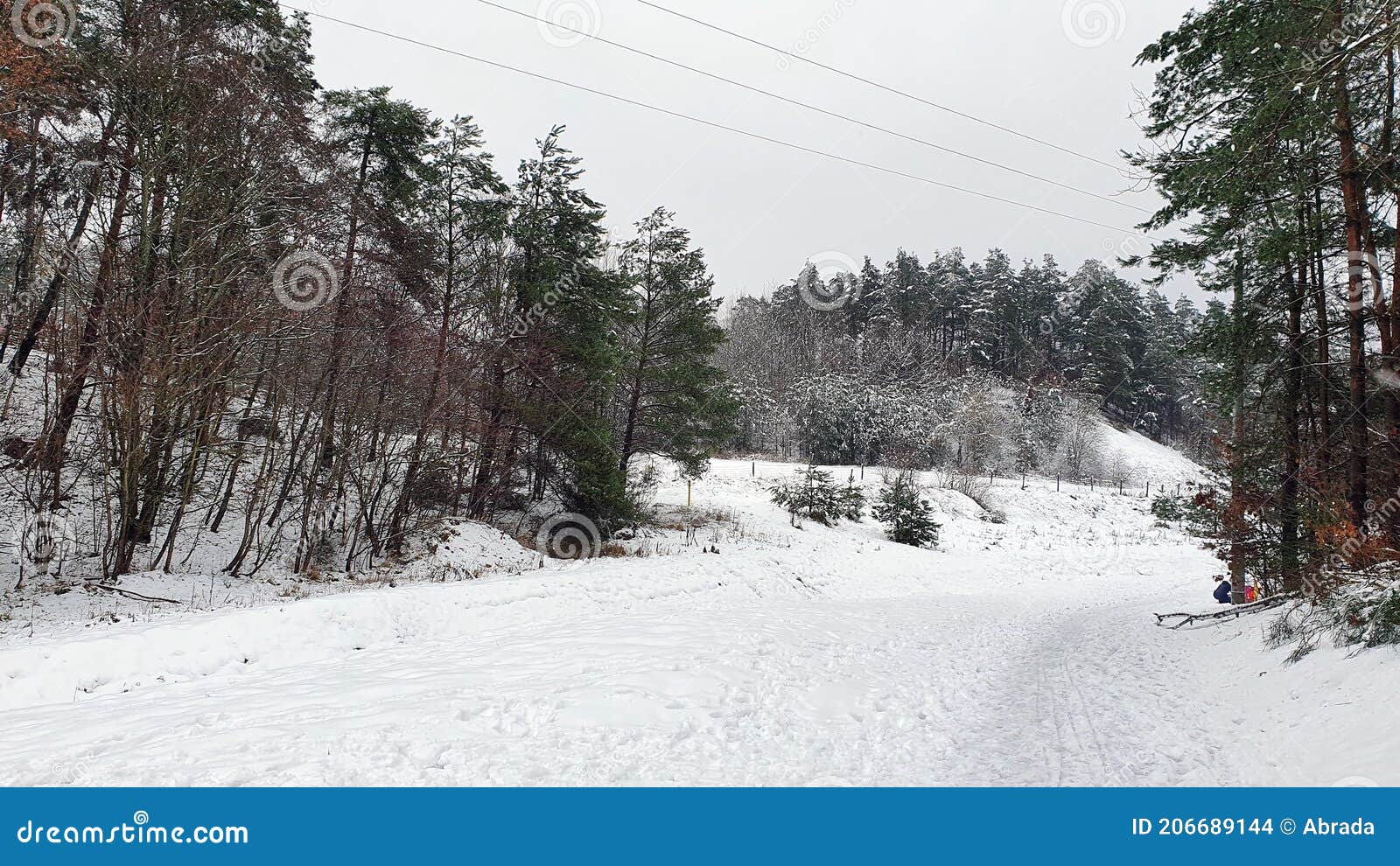 In the winter forest stock photo. Image of walk, snow - 206689144