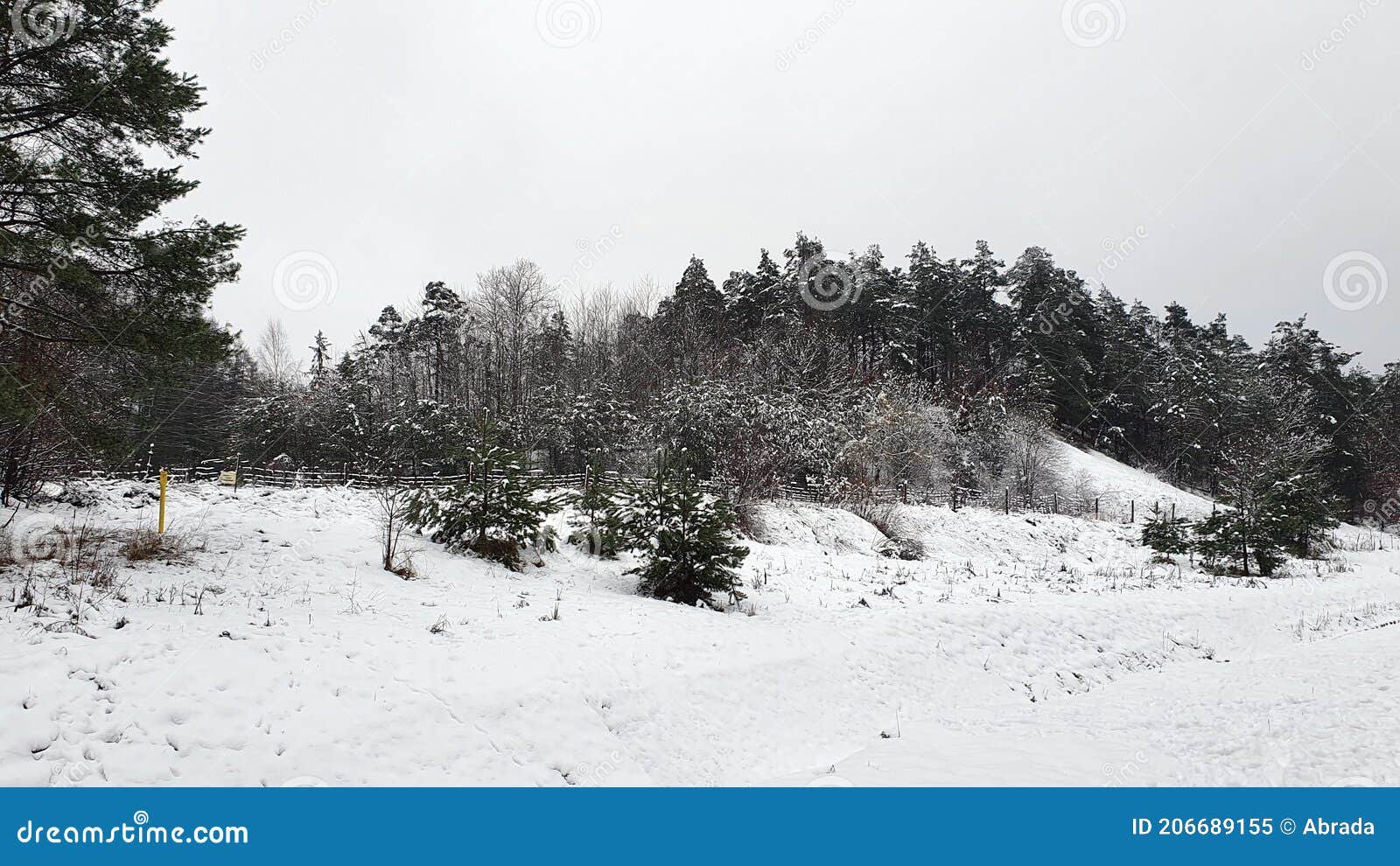 In the winter forest stock image. Image of landscape - 206689155