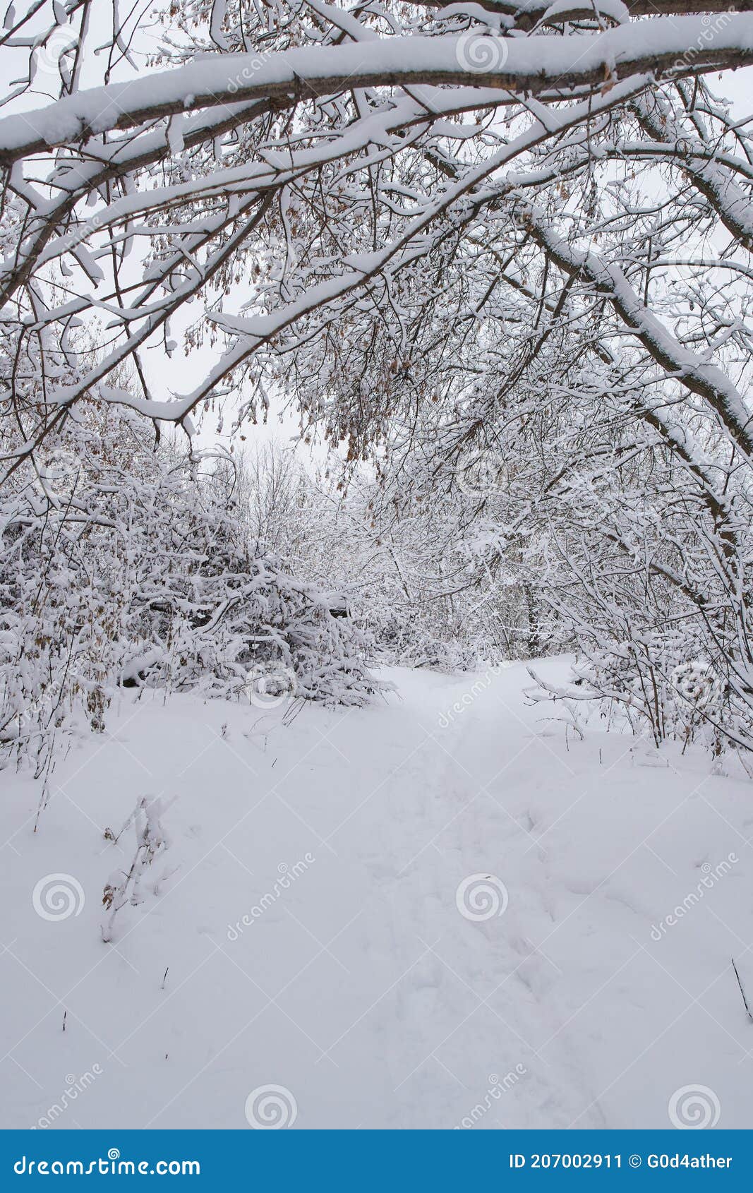 Winter forest stock image. Image of frozen, walkway - 207002911