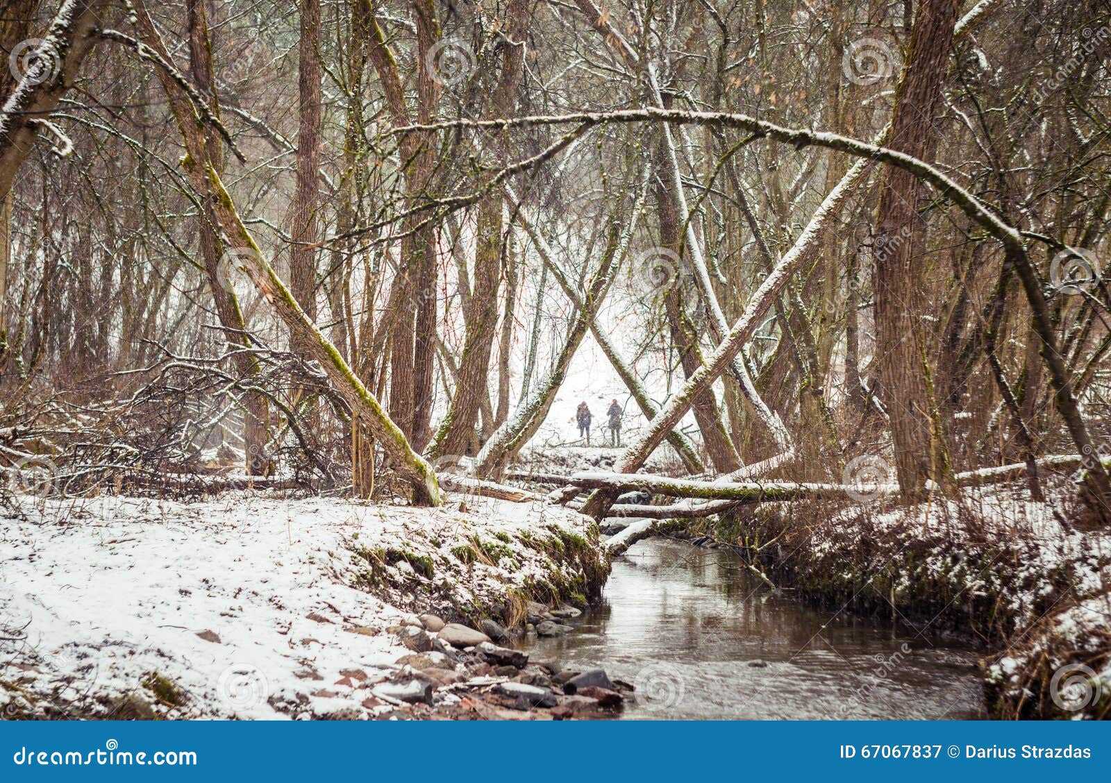 Winter forest and water stock image. Image of forest - 67067837