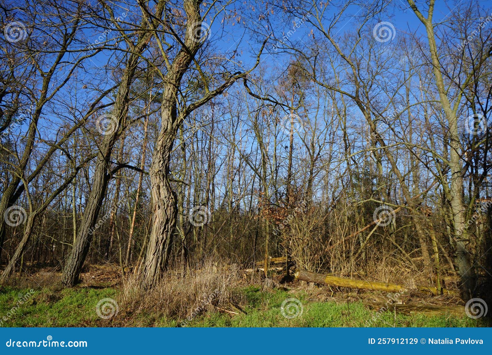 Winter Forest with Wind-blown Trees, Branches and Fall Foliage. Berlin ...