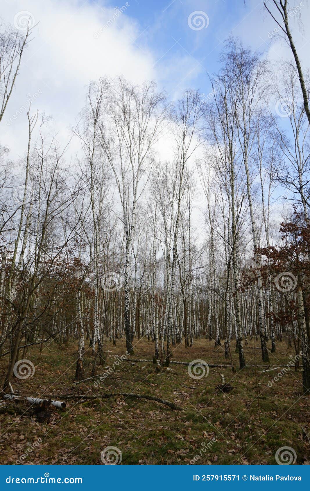 Winter Forest with Wind-blown Trees, Branches and Fall Foliage. Berlin ...
