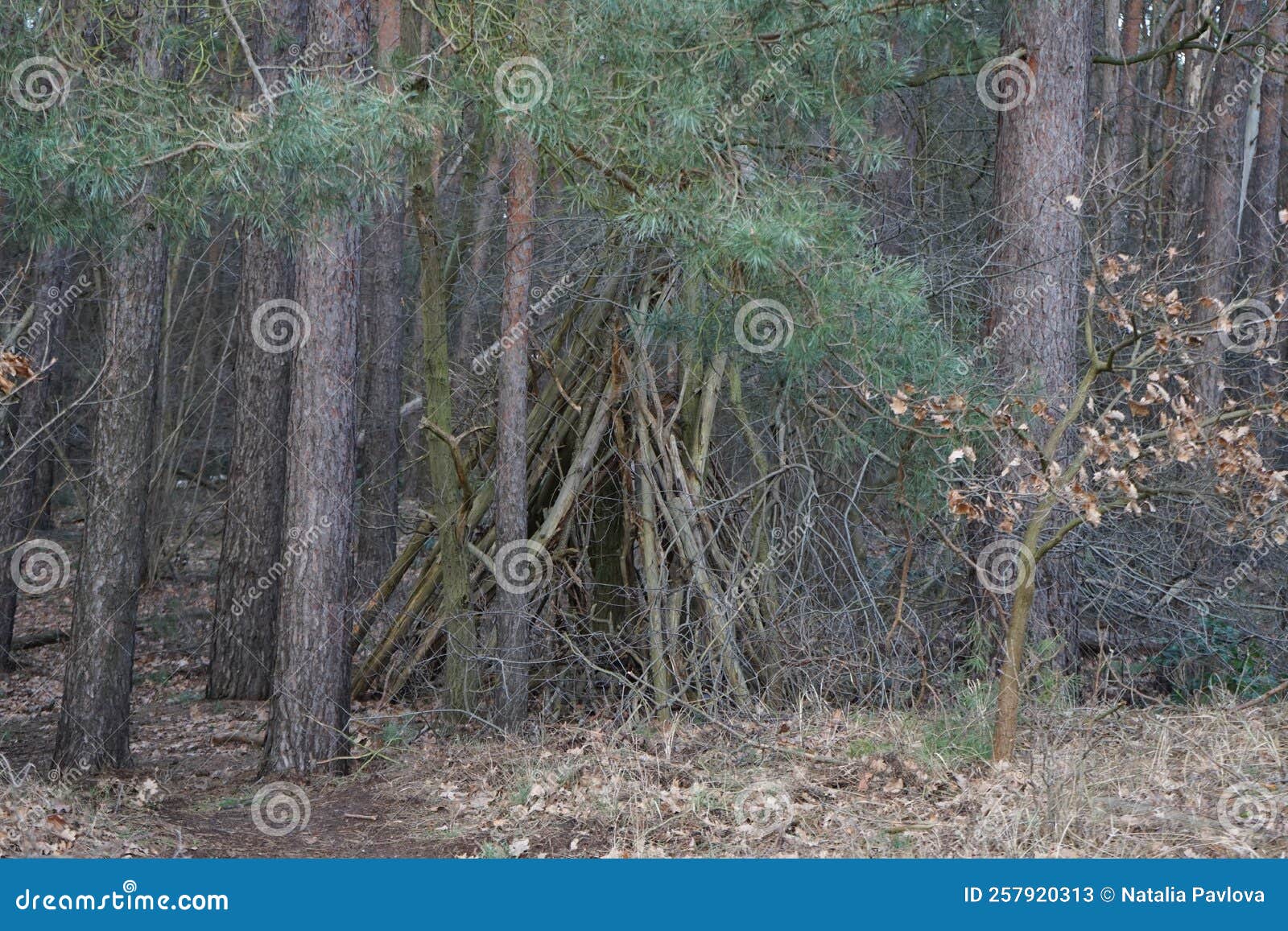 Winter Forest with Wind-blown Trees, Branches and Fall Foliage. Berlin ...