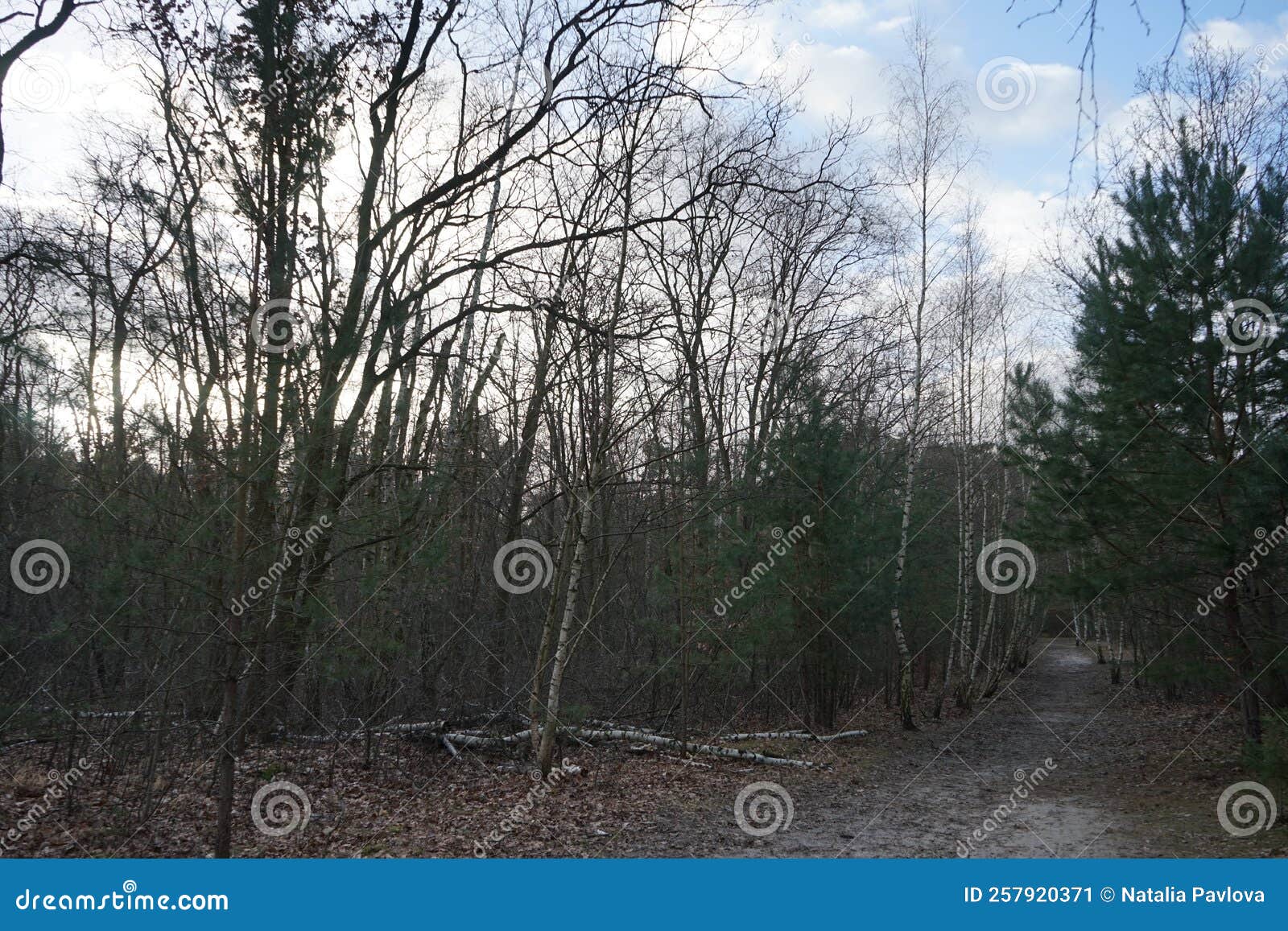 Winter Forest with Wind-blown Trees, Branches and Fall Foliage. Berlin ...