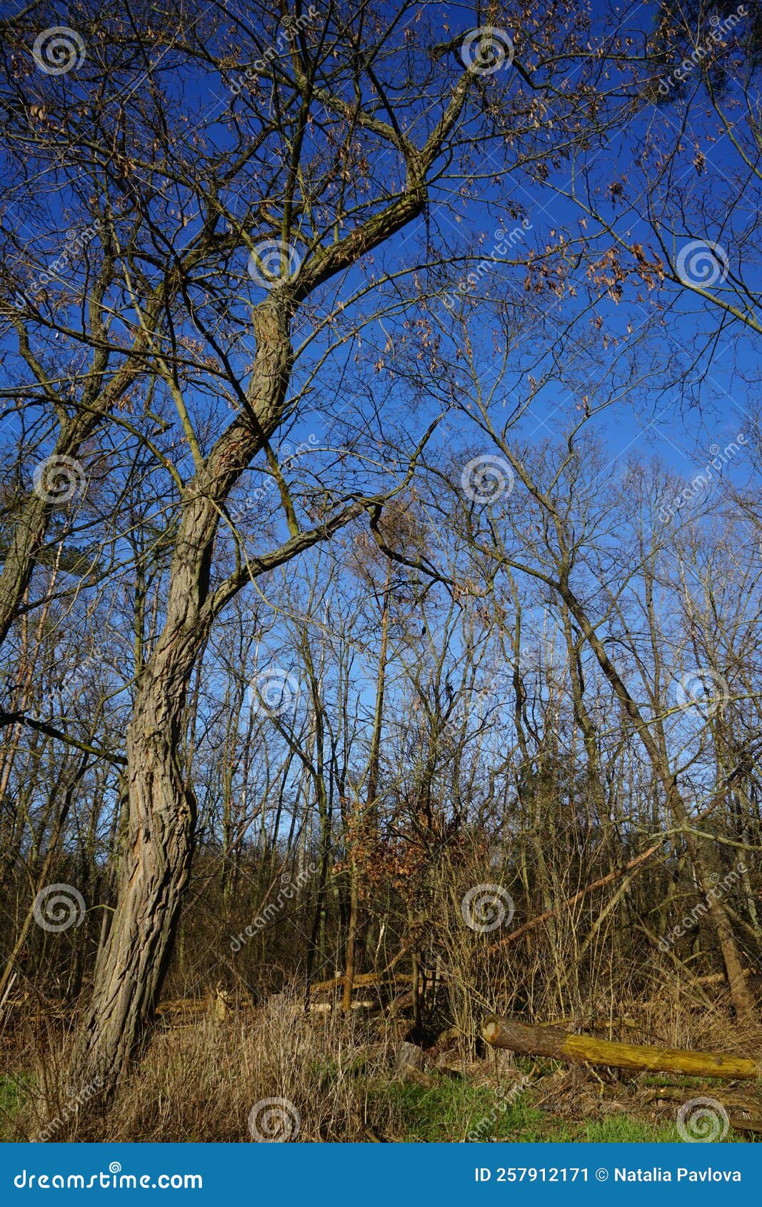 Winter Forest with Wind-blown Trees, Branches and Fall Foliage. Berlin ...