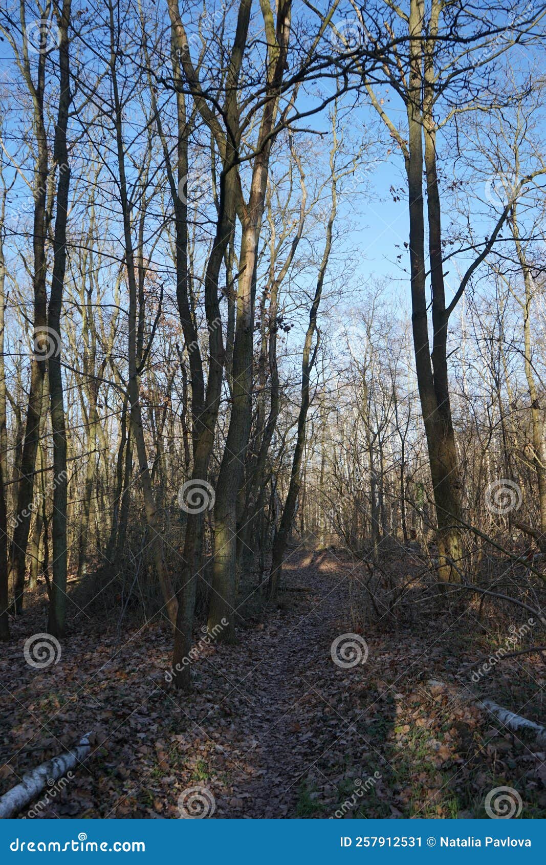 Winter Forest with Wind-blown Trees, Branches and Fall Foliage. Berlin ...