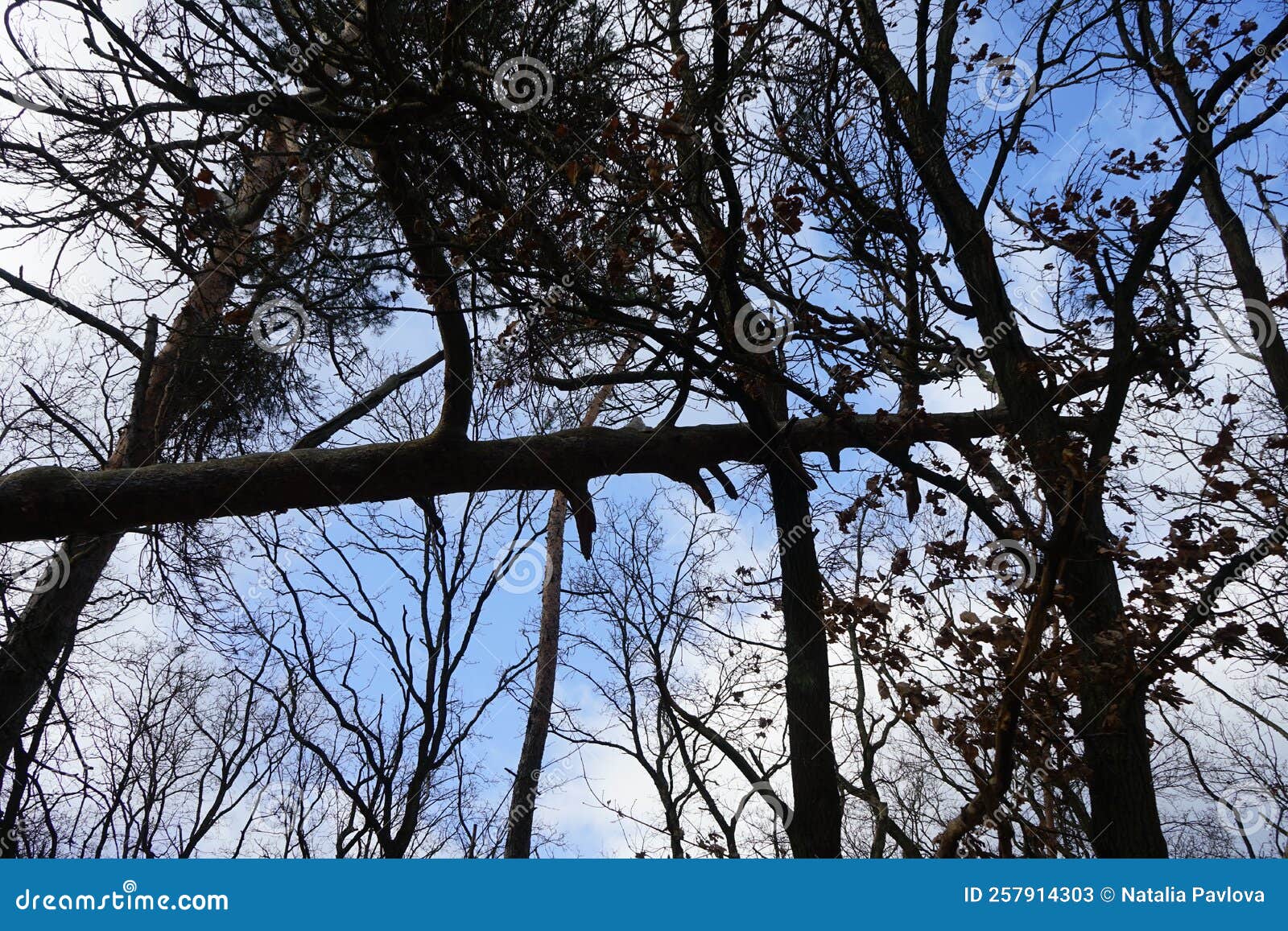 Winter Forest with Wind-blown Trees, Branches and Fall Foliage. Berlin ...