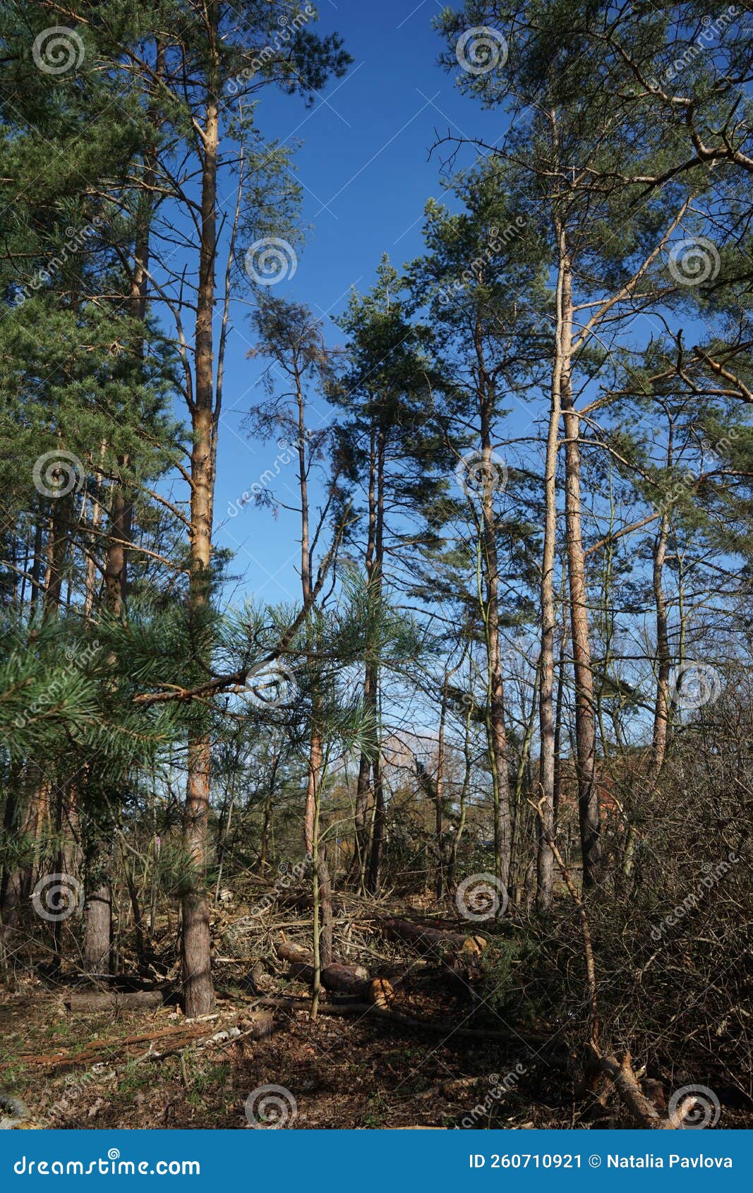 Winter Forest with Wind-blown Trees, Branches and Fall Foliage. Berlin ...