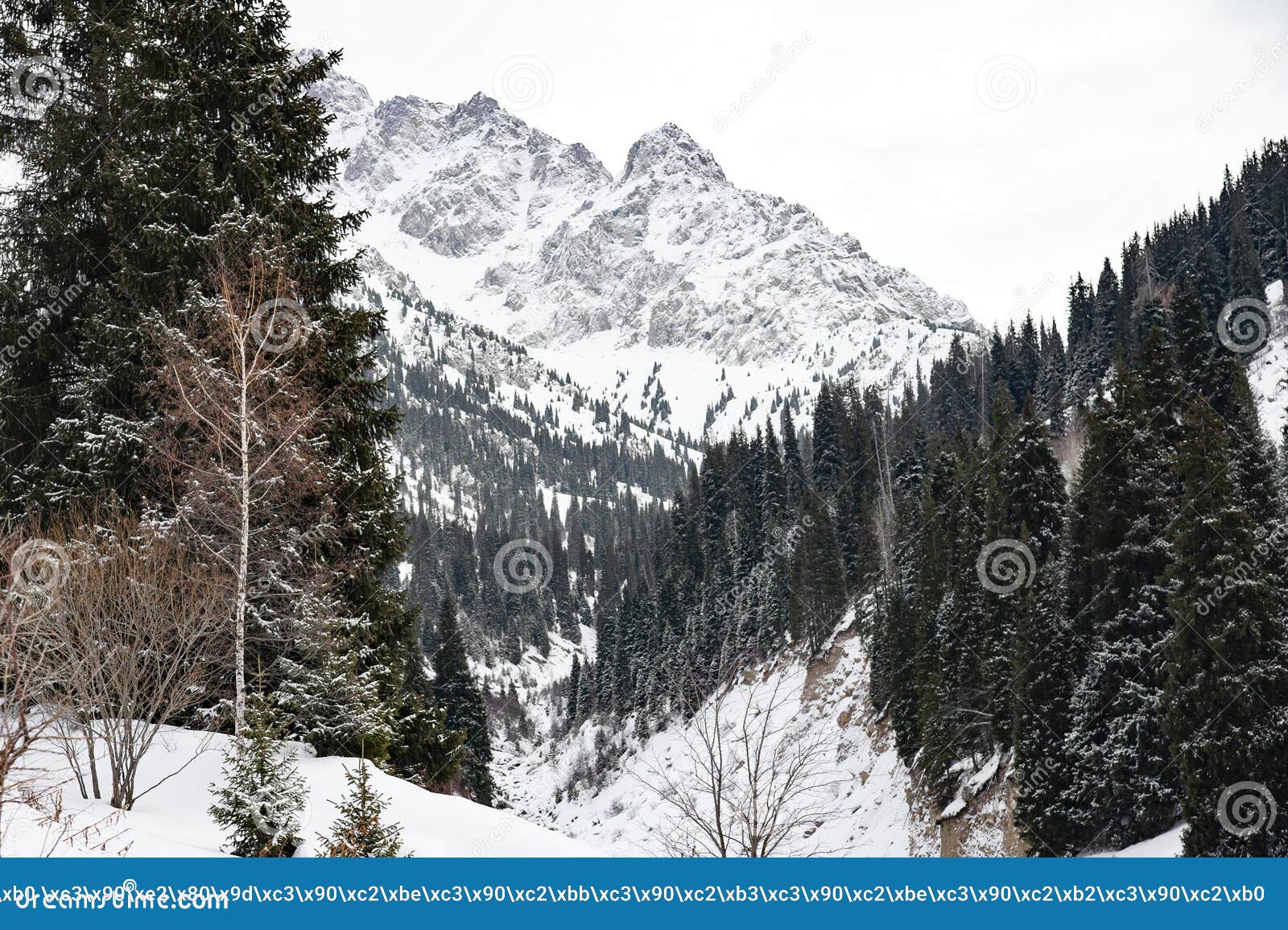 Winter Forested Mountains in Asia Stock Photo - Image of alps, mighty ...