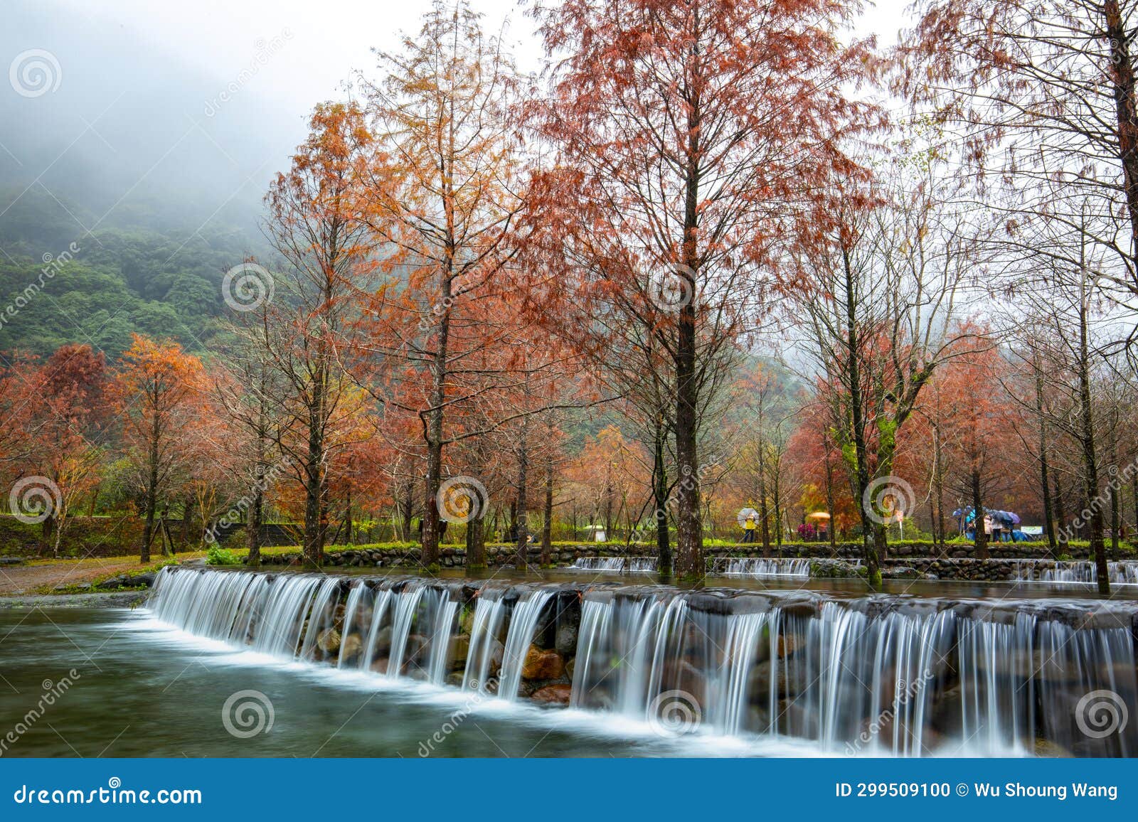 In Winter, Forests, Falling Feathers Pine, Leaves, Turning Red Stock ...