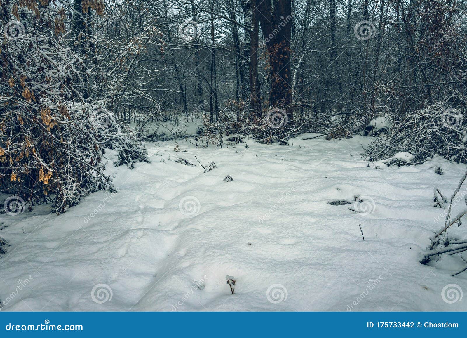 Winter forests stock photo. Image of frost, wood, bush - 175733442