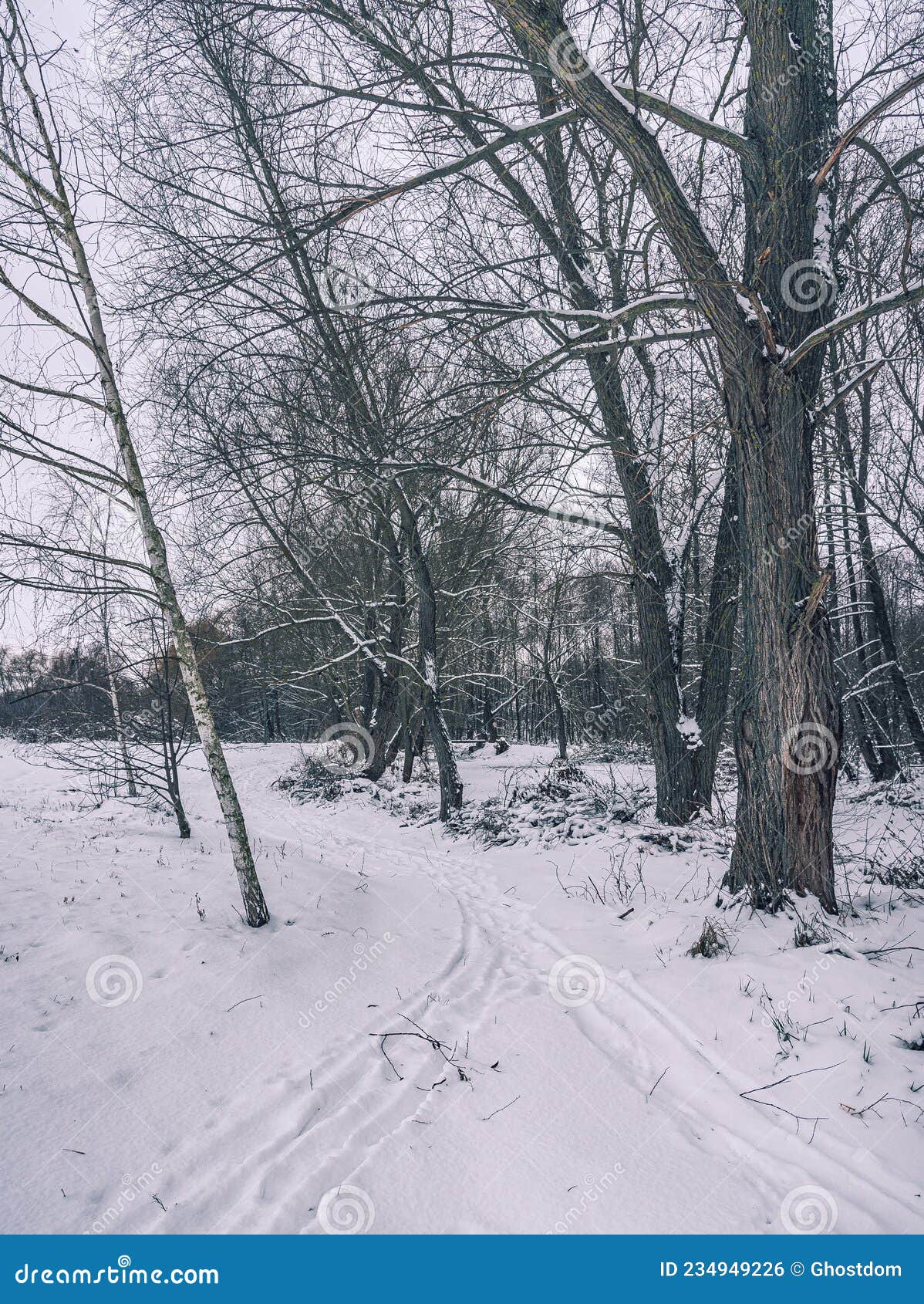 Winter forests stock photo. Image of forest, sunrise - 234949226