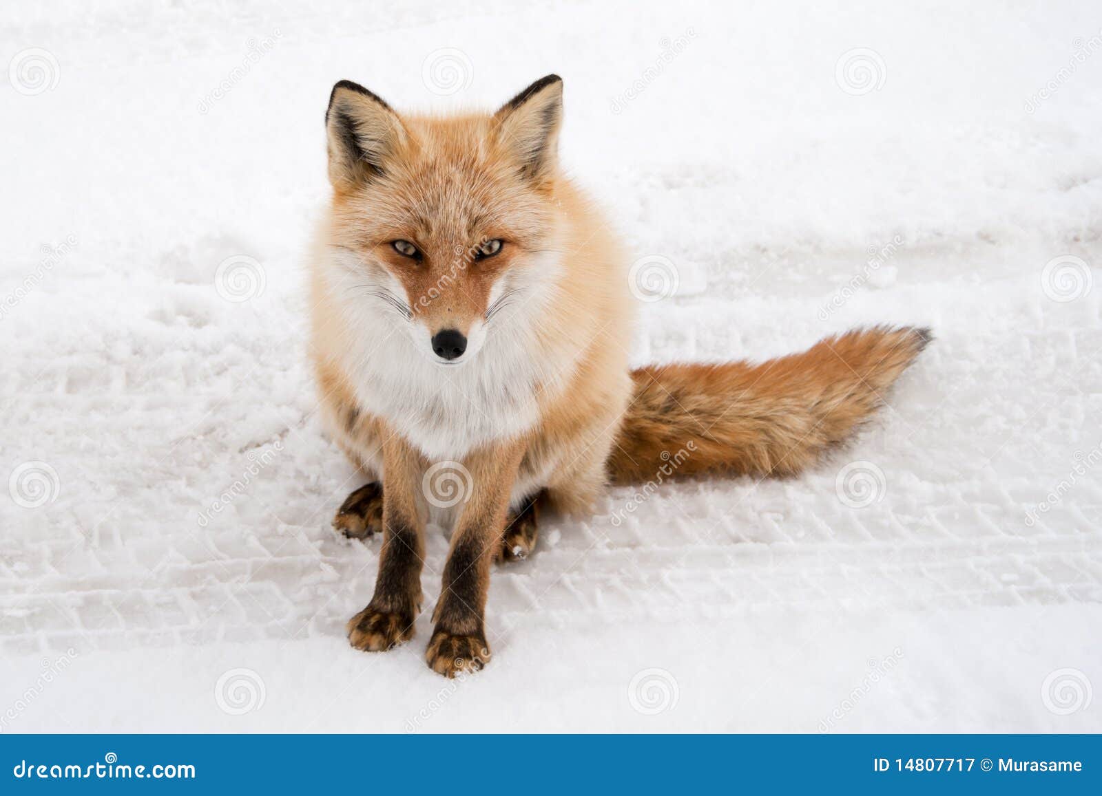 Winter Fox Royalty Free Stock Photography - Image: 14807717