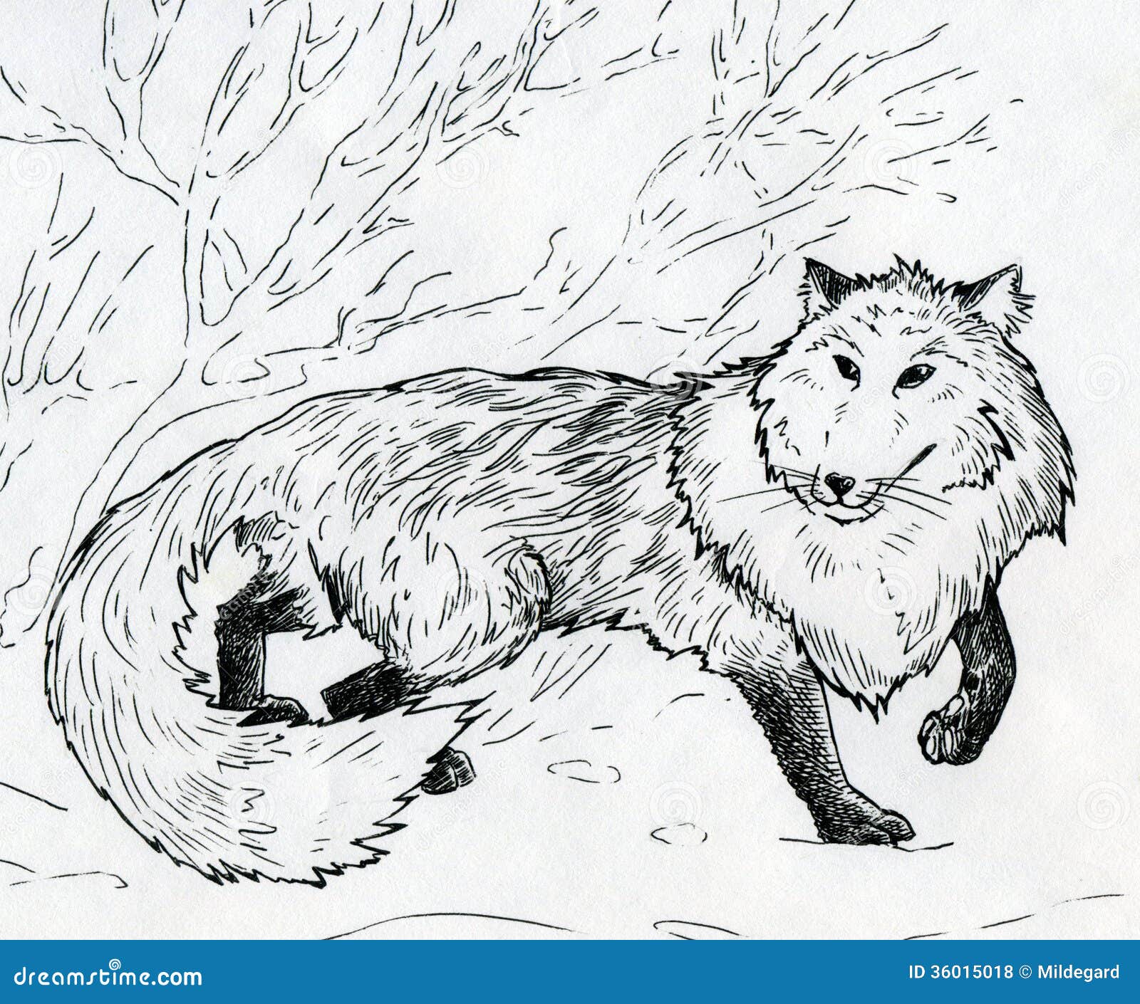 Winter fox stock illustration. Illustration of animal - 36015018