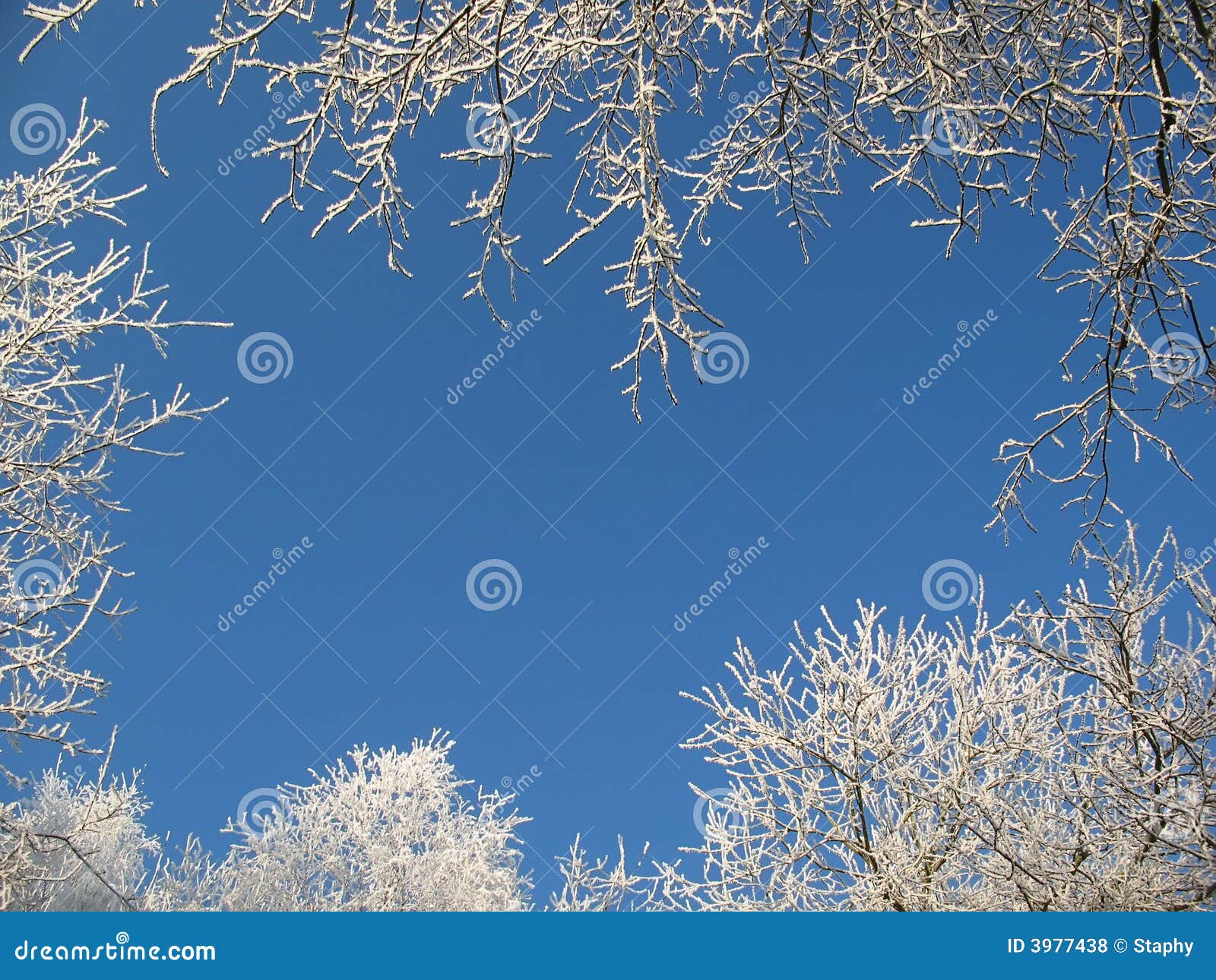 Winter frame stock photo. Image of season, plant, cold - 3977438